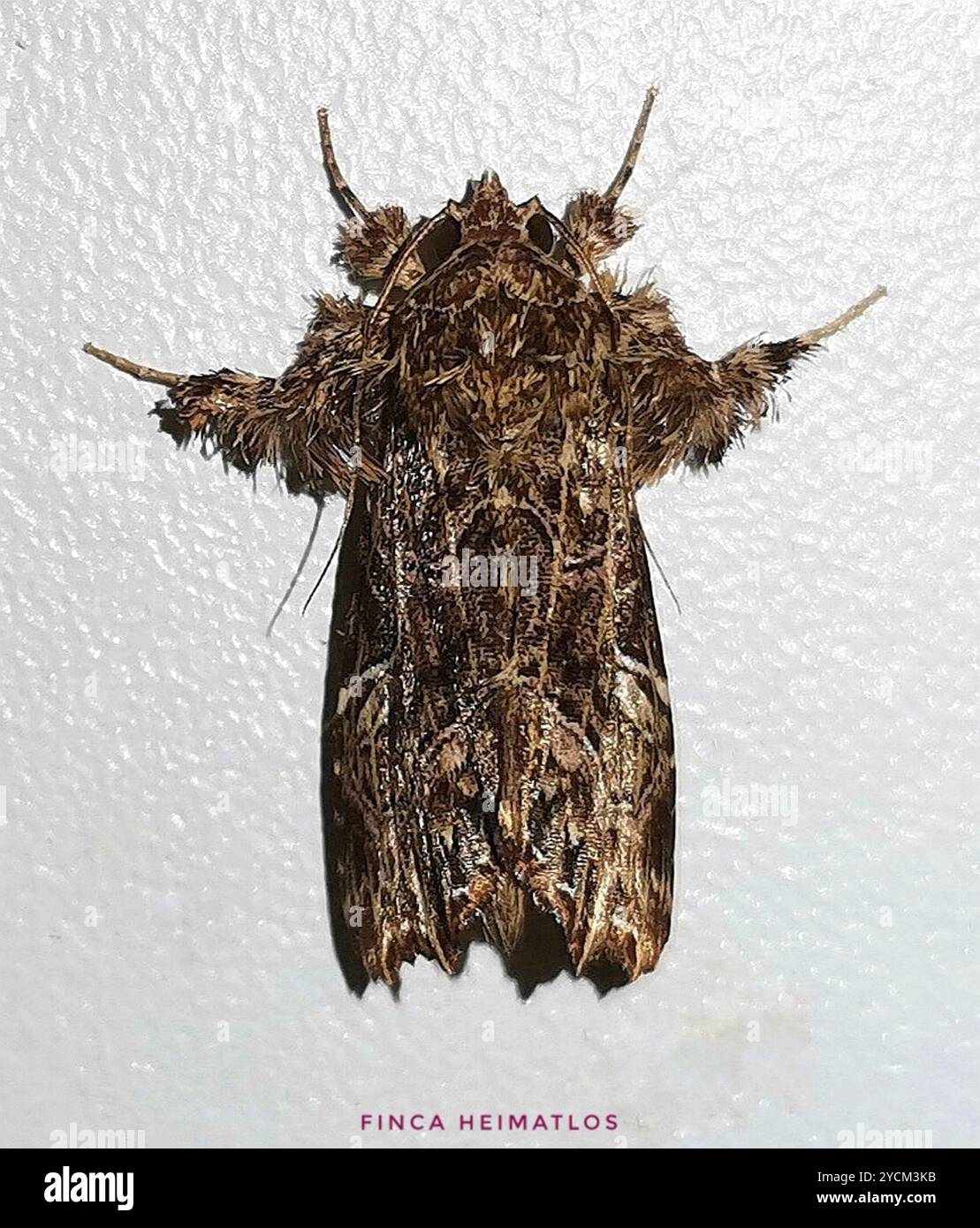 Fern Moths (Callopistria) Insecta Stock Photo - Alamy
