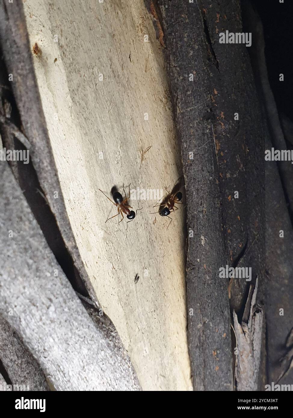 Banded Sugar Ant (Camponotus consobrinus) Insecta Stock Photo - Alamy