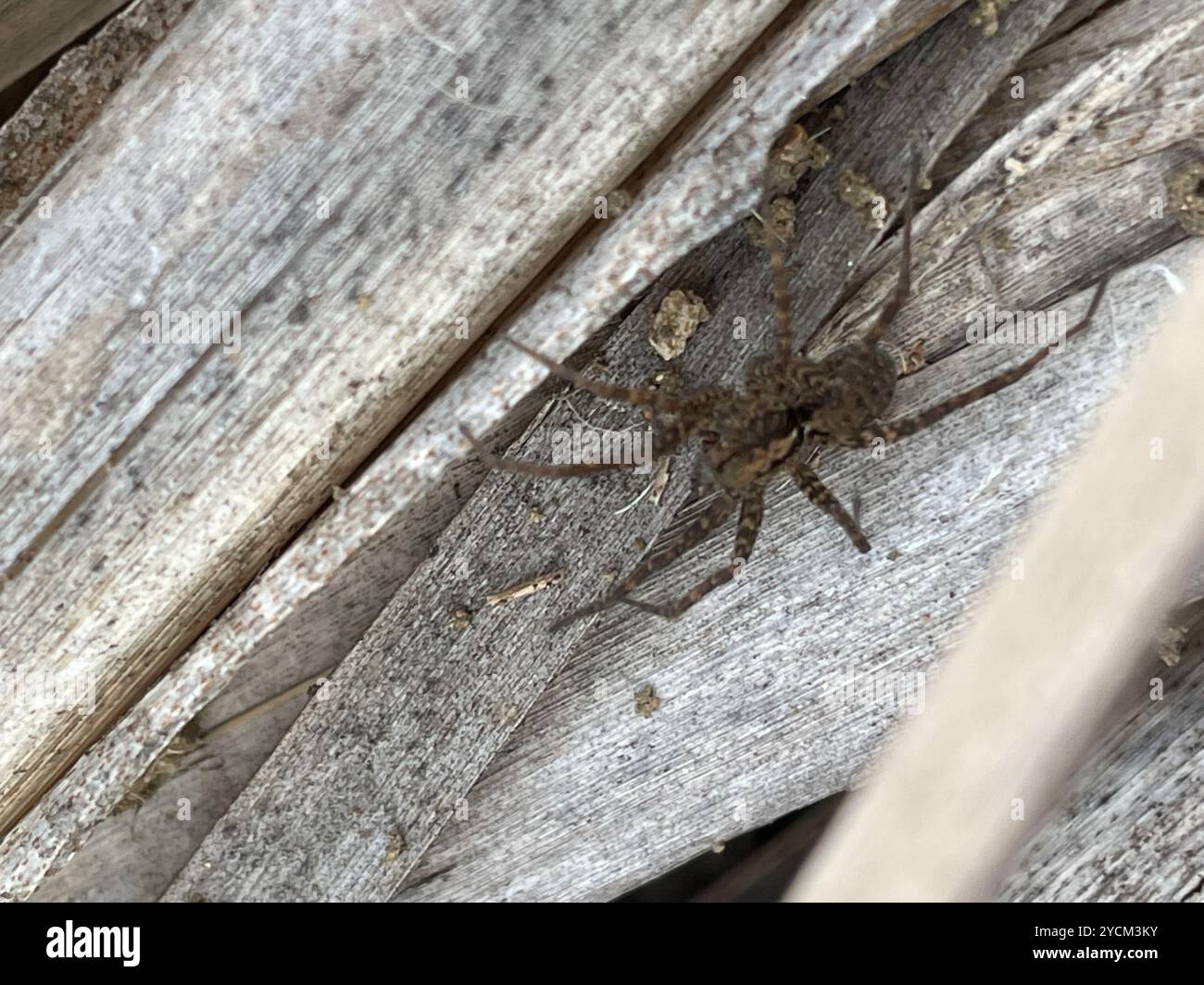 Thin-legged Wolf Spiders (Pardosa) Arachnida Stock Photo - Alamy