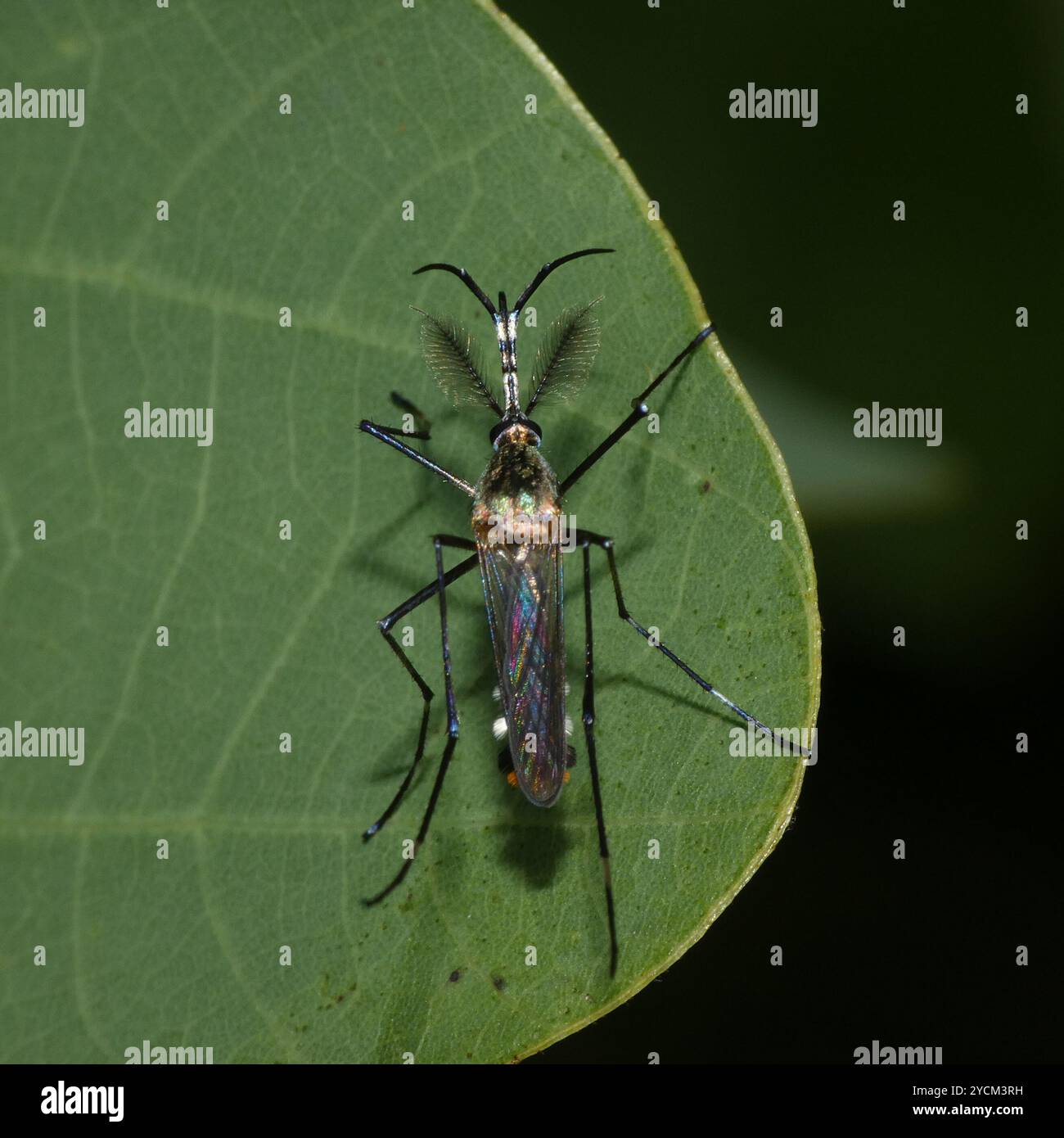 Elephant Mosquitoes (Toxorhynchites) Insecta Stock Photo - Alamy