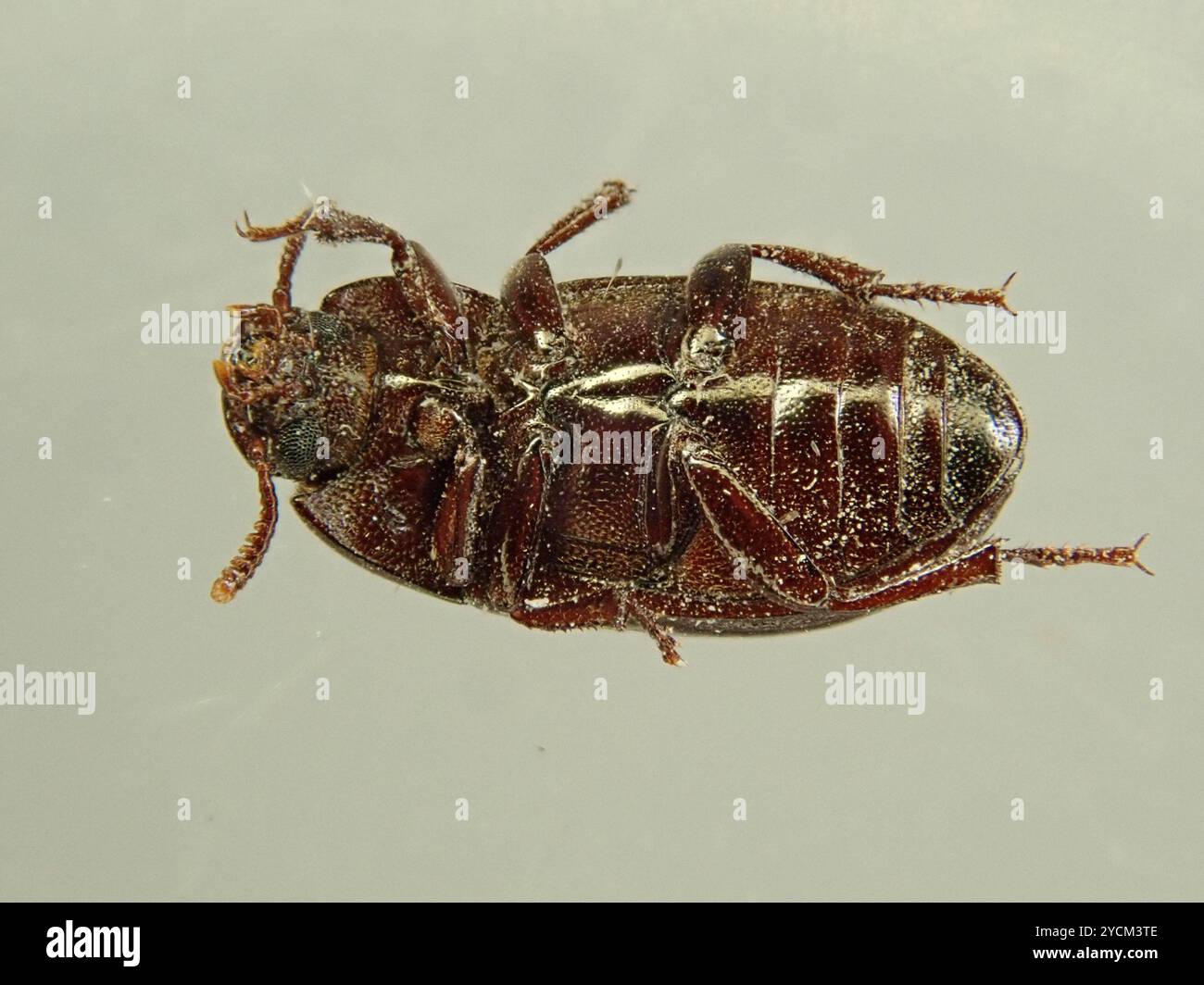 Lesser Mealworm (Alphitobius diaperinus) Insecta Stock Photo - Alamy