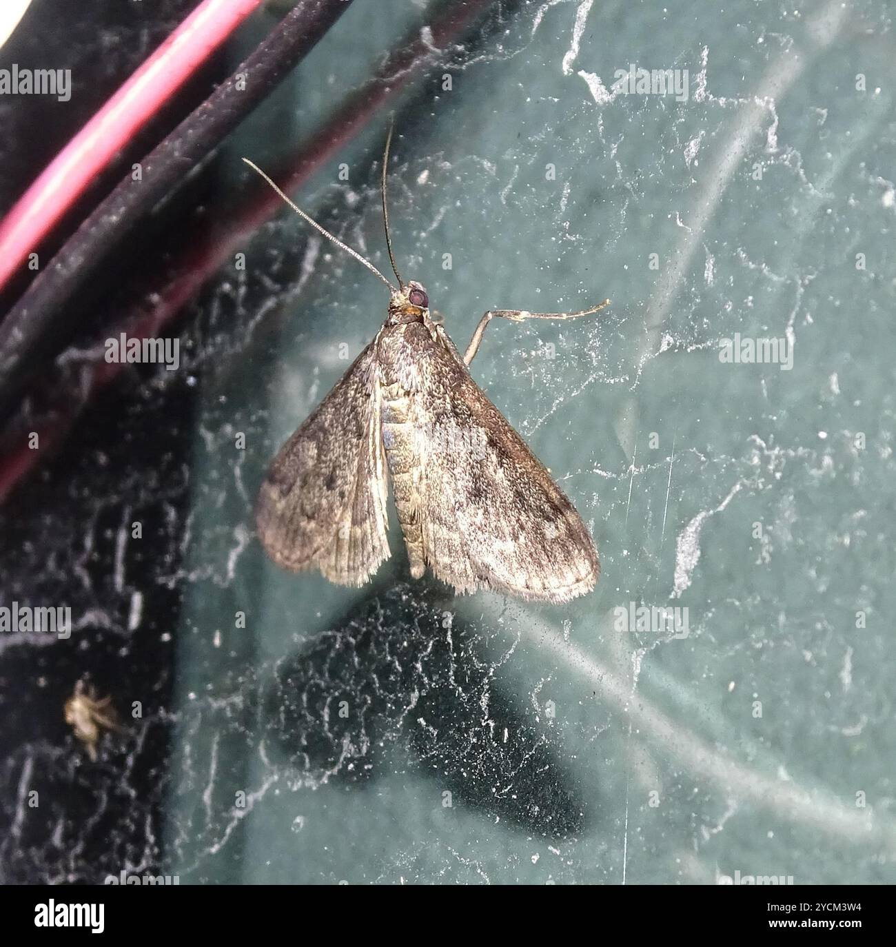 Dusky Herpetogramma Moth (Herpetogramma phaeopteralis) Insecta Stock ...