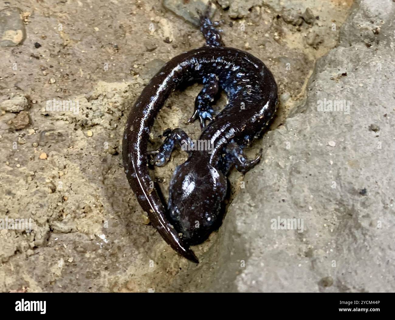Blue-spotted Salamander (Ambystoma laterale) Amphibia Stock Photo - Alamy
