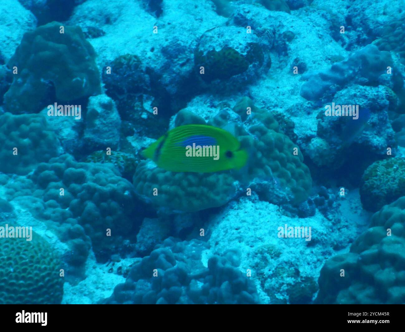 Bluespot butterflyfish hi-res stock photography and images - Alamy