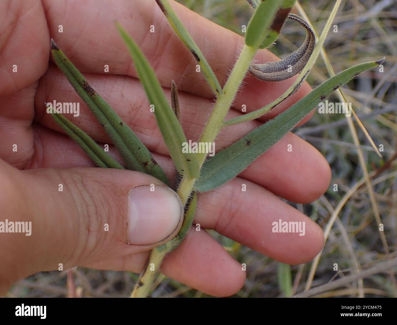 stoneseeds, puccoons, and gromwells (Lithospermum) Plantae Stock Photo ...