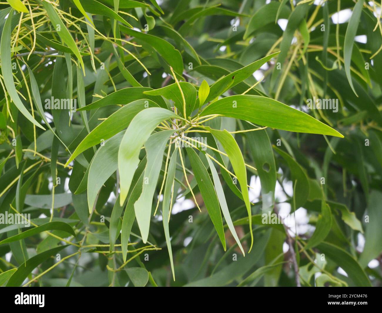 Acacia auriculiformis hi-res stock photography and images - Alamy
