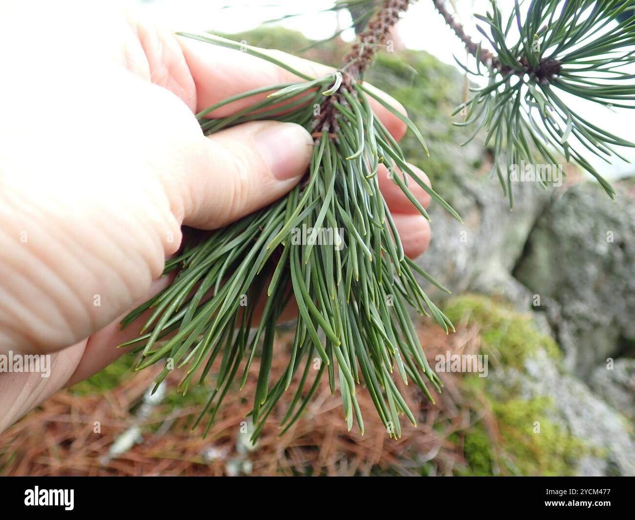 Shore Pine (Pinus contorta contorta) Plantae Stock Photo - Alamy