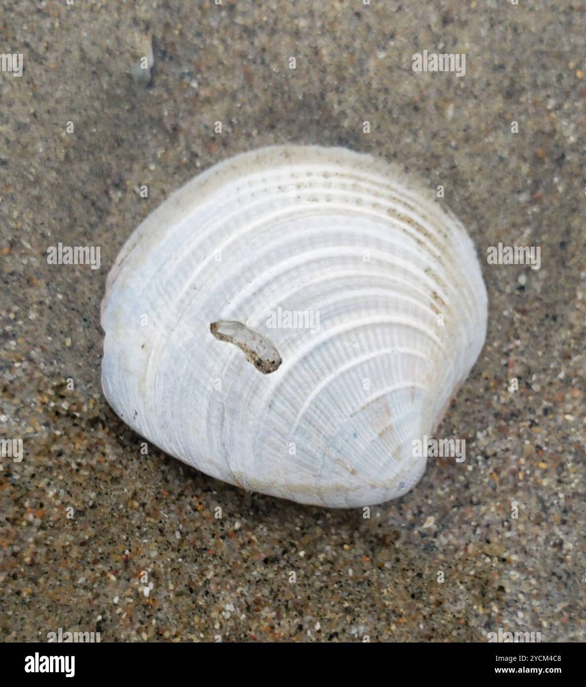 California Venus (Chione californiensis) Mollusca Stock Photo - Alamy