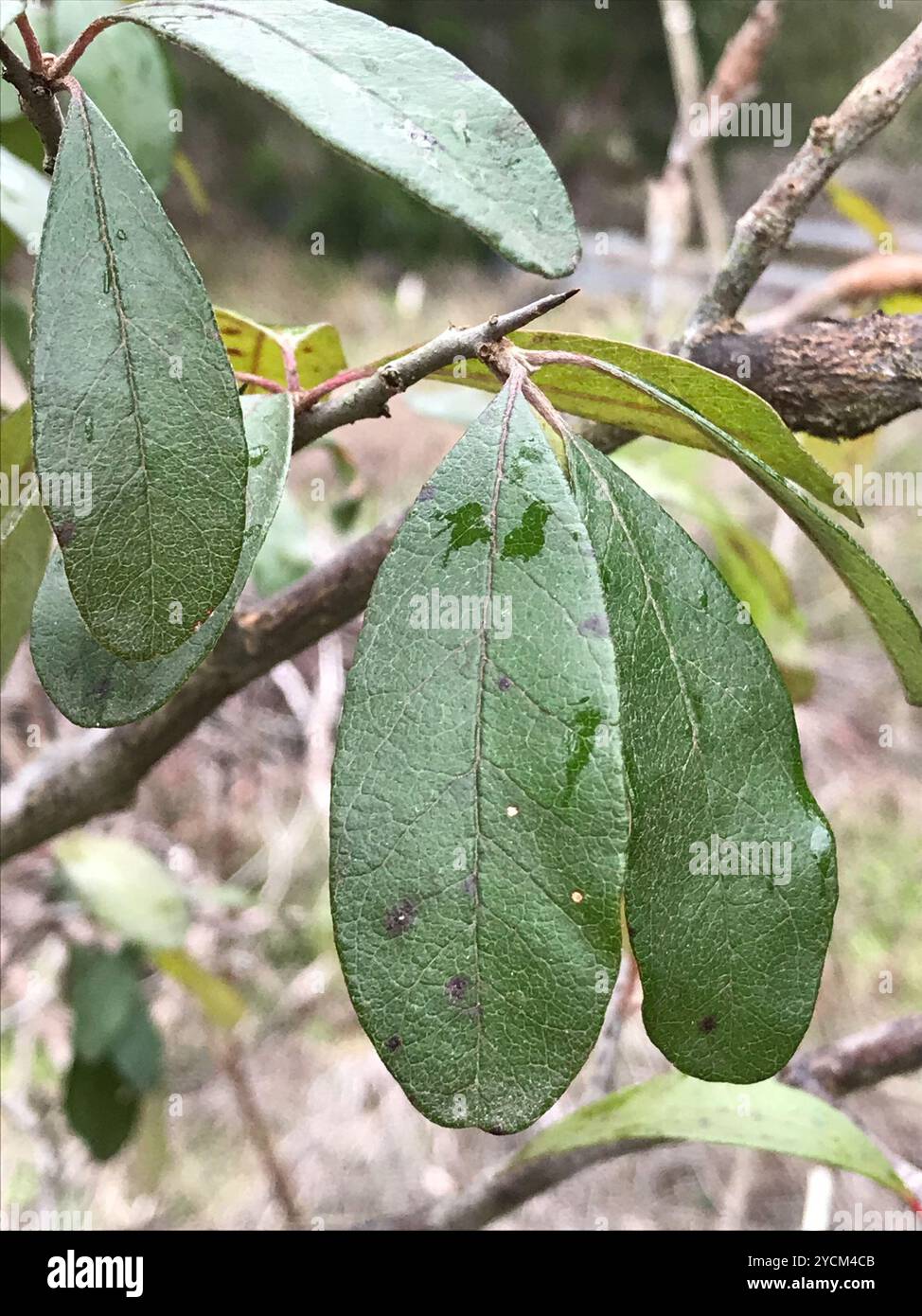 Gum bumelia (Sideroxylon lanuginosum) Plantae Stock Photo - Alamy