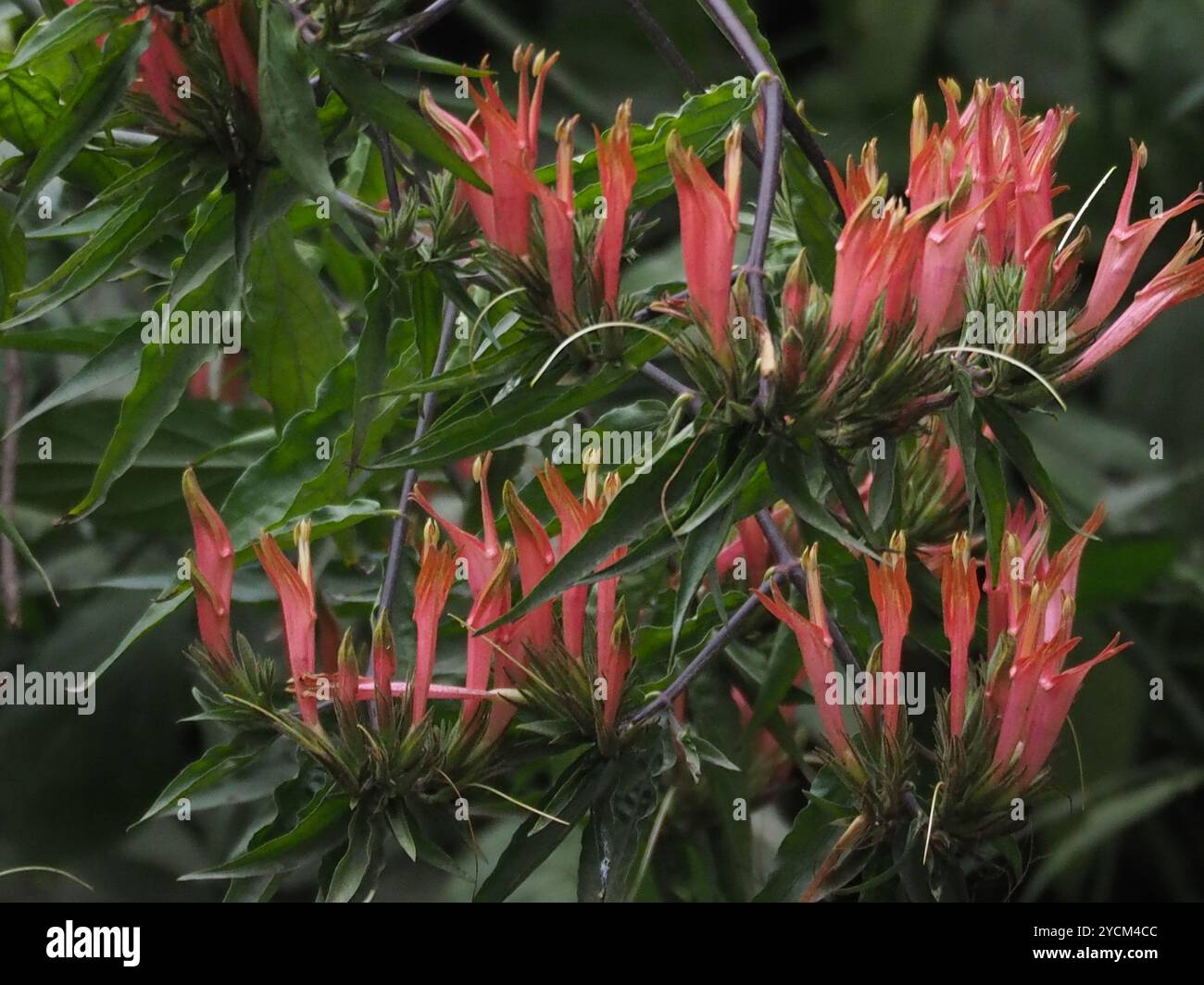 Sabah Snake Grass (Clinacanthus nutans) Plantae Stock Photo - Alamy