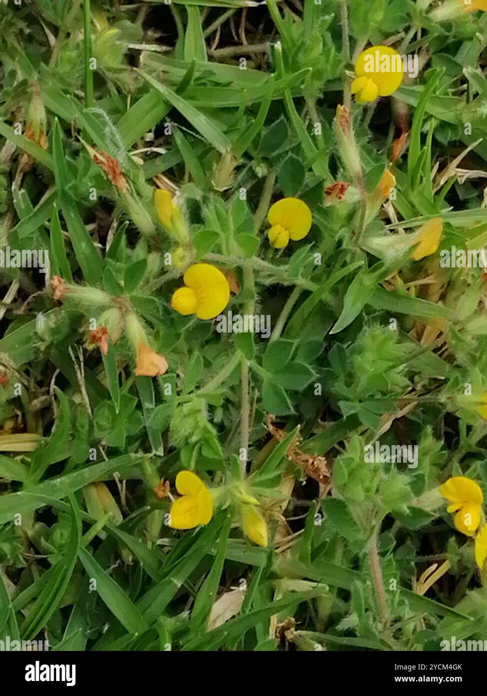 Hairy birds foot trefoil hi-res stock photography and images - Alamy