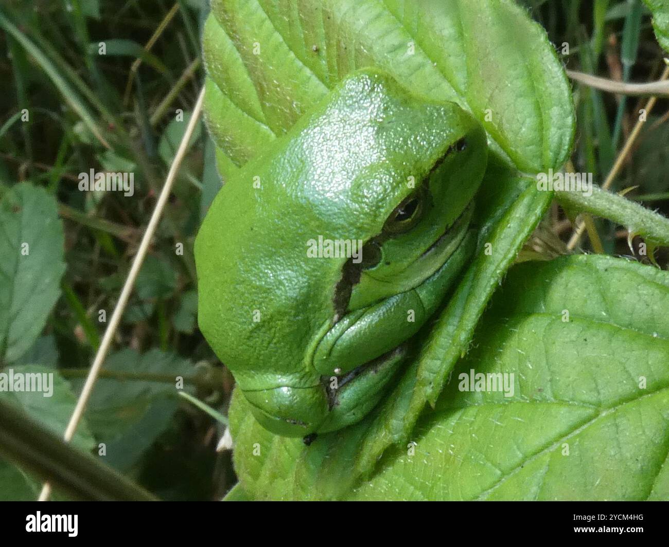 European Tree Frog (Hyla arborea) Amphibia Stock Photo - Alamy