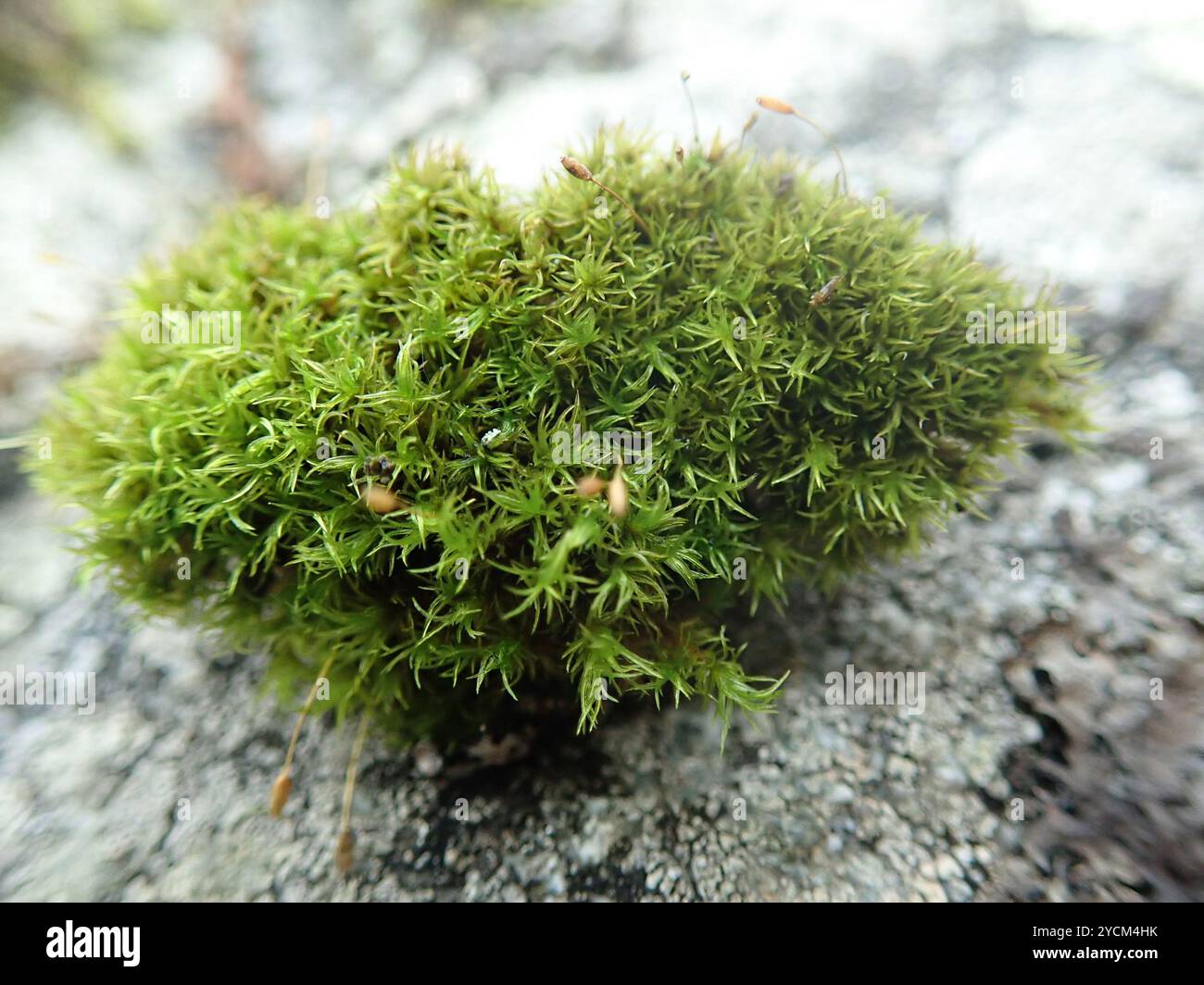 mountain pincushion (Hymenoloma crispulum) Plantae Stock Photo - Alamy