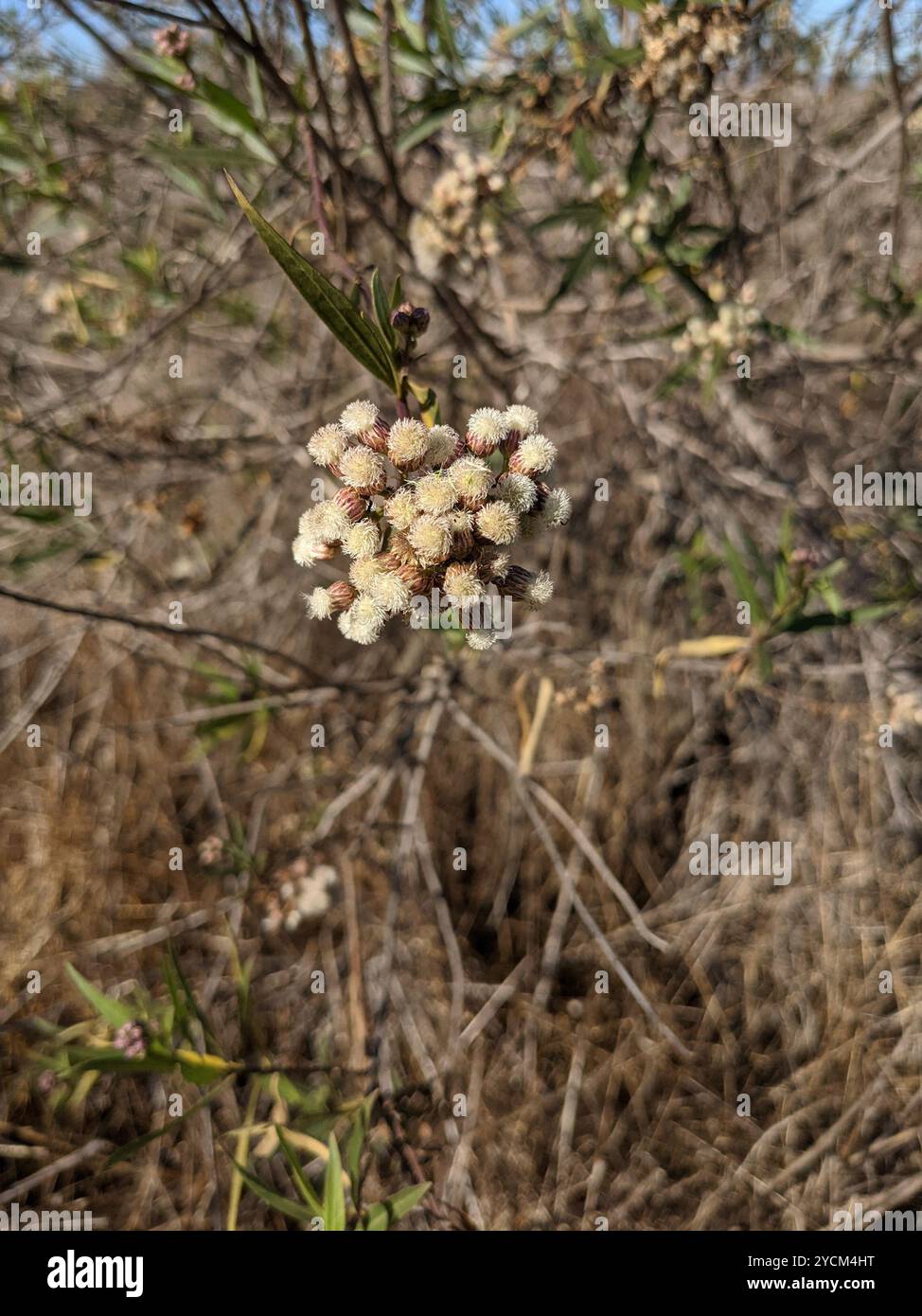 mule fat (Baccharis salicifolia) Plantae Stock Photo - Alamy