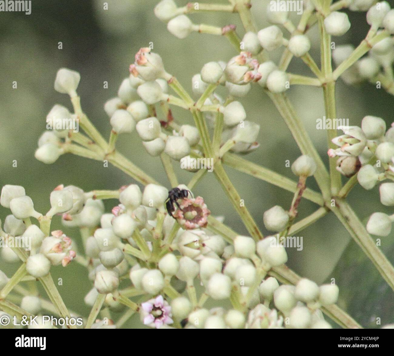 Stingless Bees (Meliponini) Insecta Stock Photo - Alamy