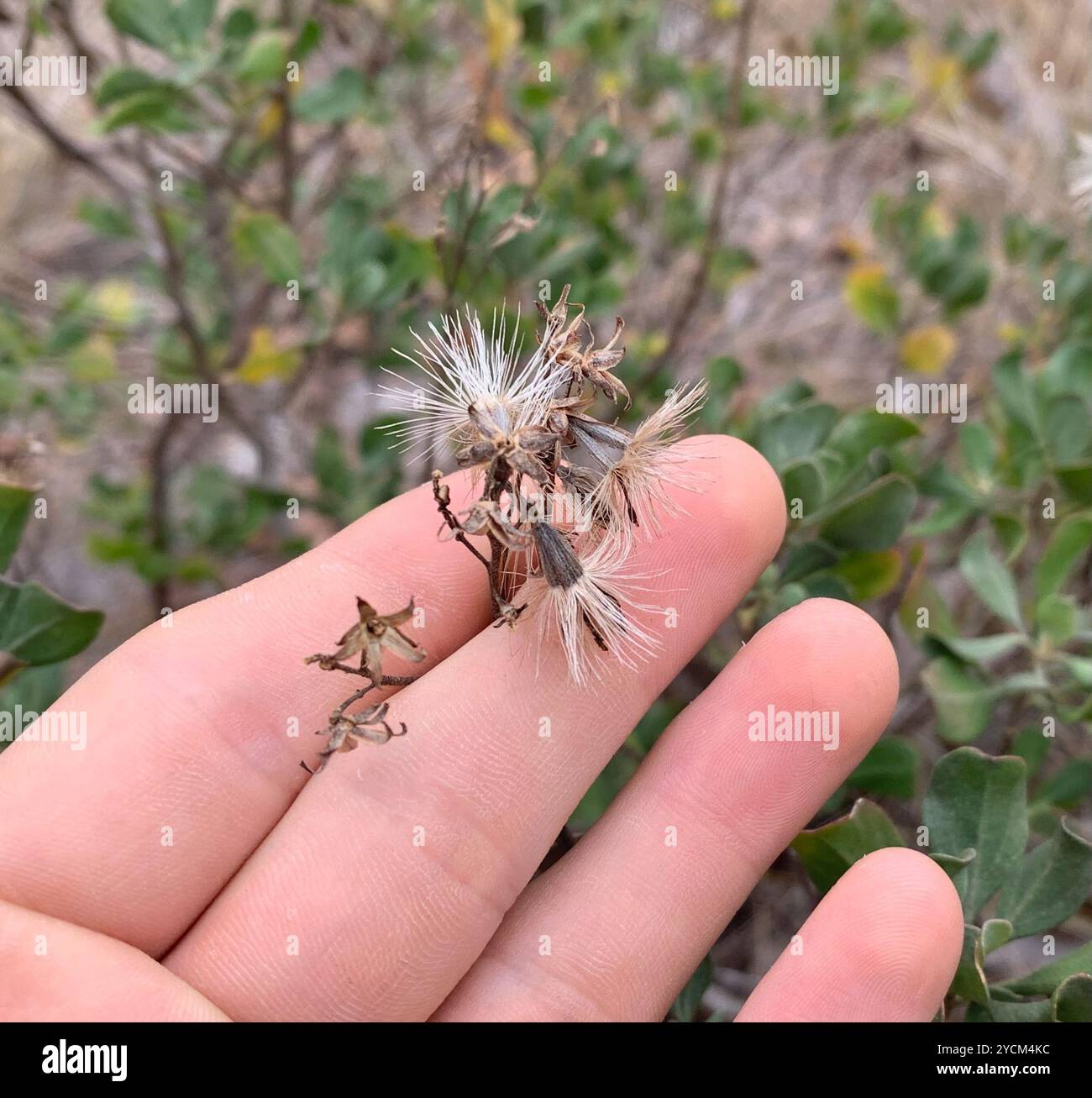 Garberia heterophylla hi-res stock photography and images - Alamy