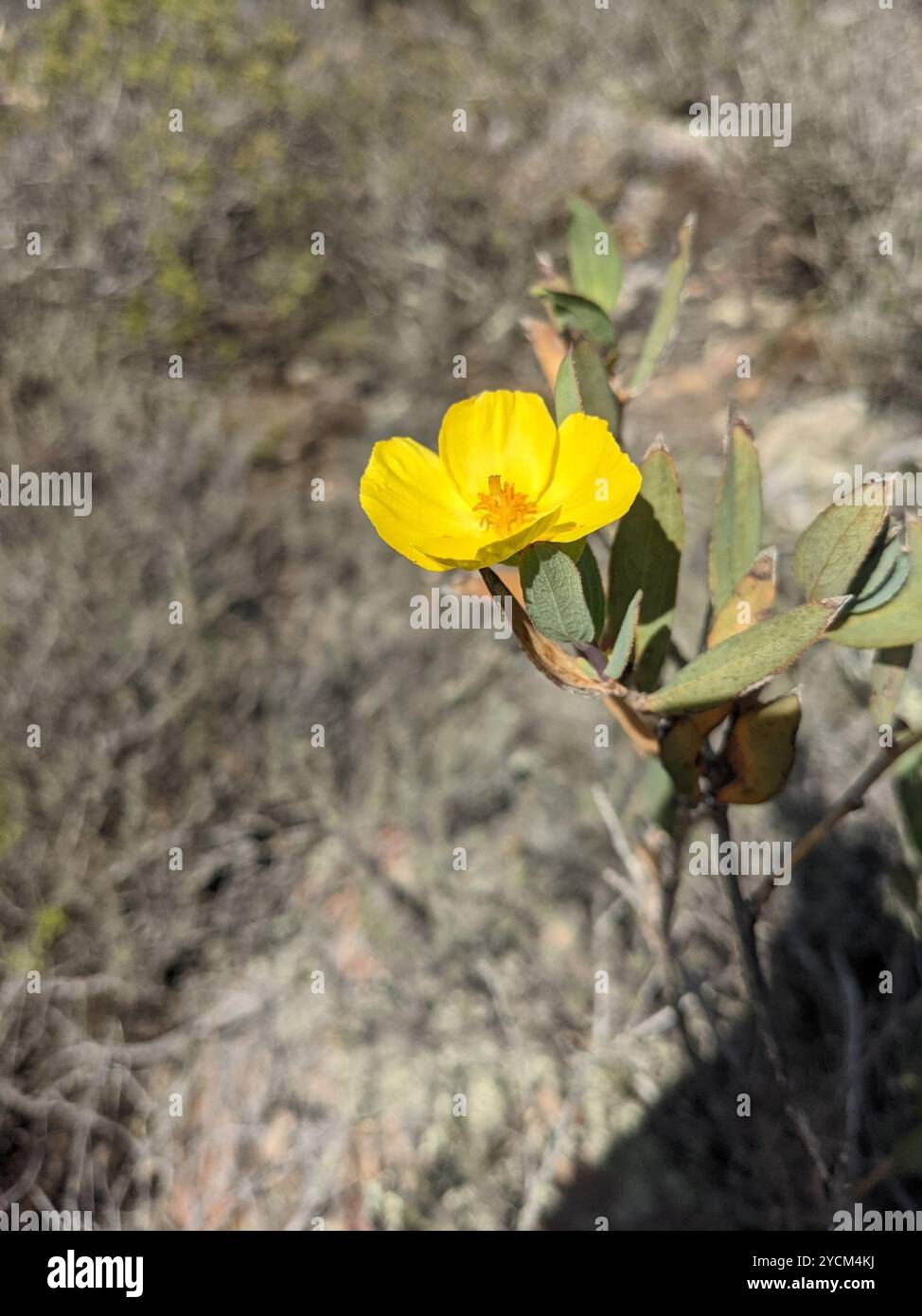 Bush Poppy (Dendromecon rigida) Plantae Stock Photo - Alamy