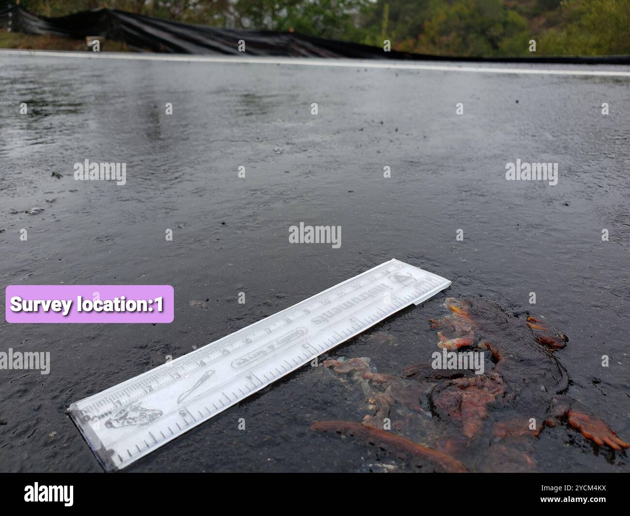 Pacific Newts (Taricha) Amphibia Stock Photo - Alamy