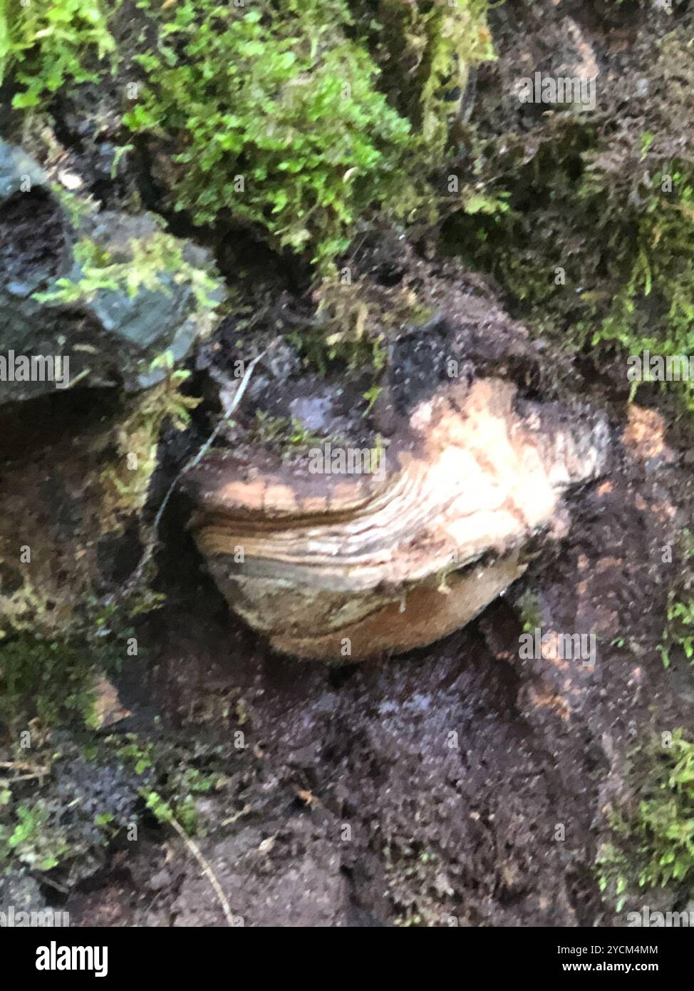 Artist's Conk (Ganoderma brownii) Fungi Stock Photo - Alamy