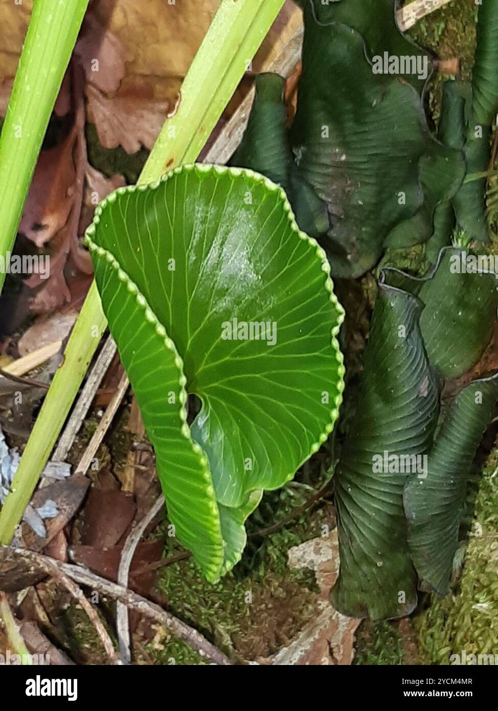 kidney fern (Hymenophyllum nephrophyllum) Plantae Stock Photo - Alamy