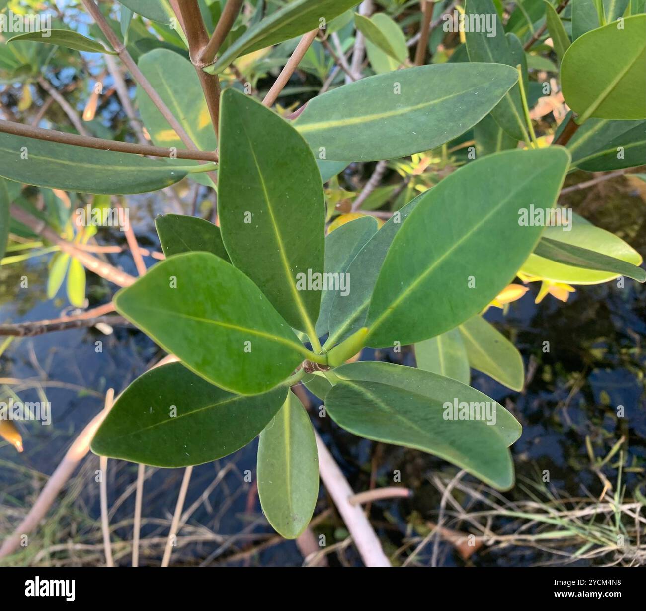 red mangrove (Rhizophora mangle) Plantae Stock Photo - Alamy