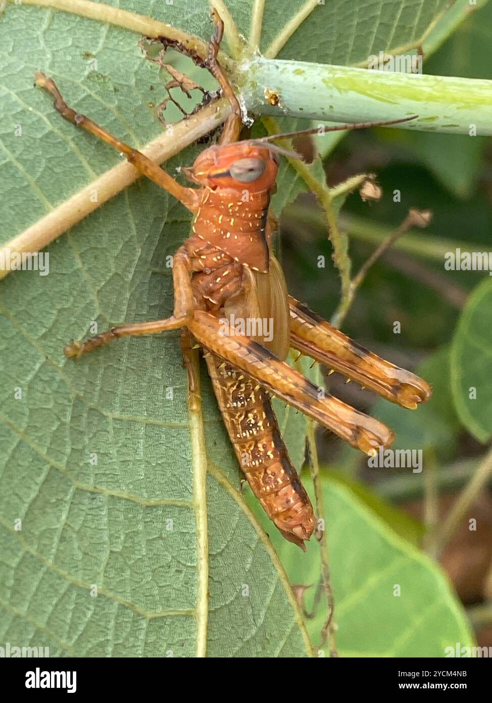 Giant Grasshopper (Valanga irregularis) Insecta Stock Photo - Alamy