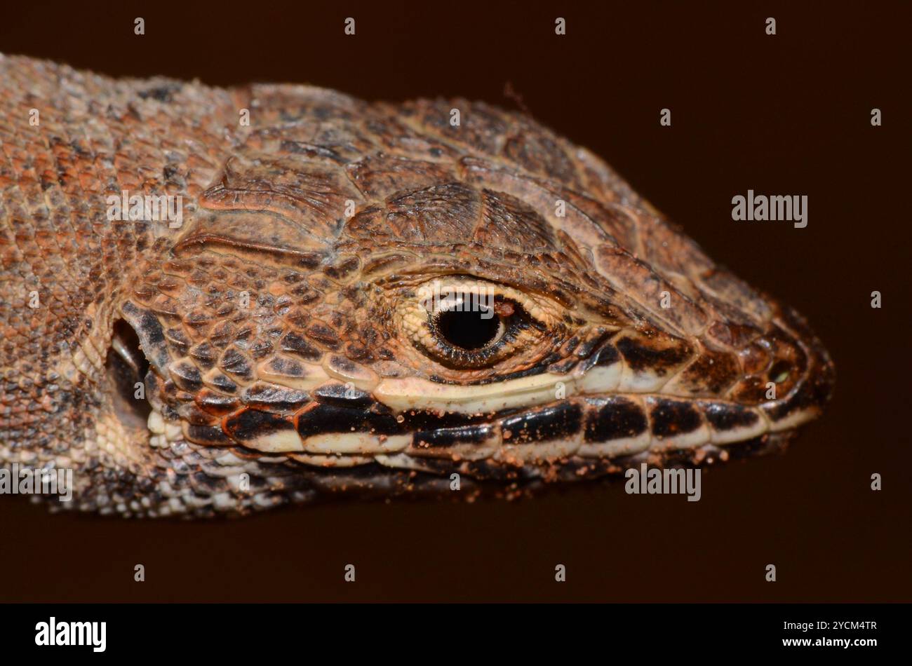 Common rough scaled lizard hi-res stock photography and images - Alamy