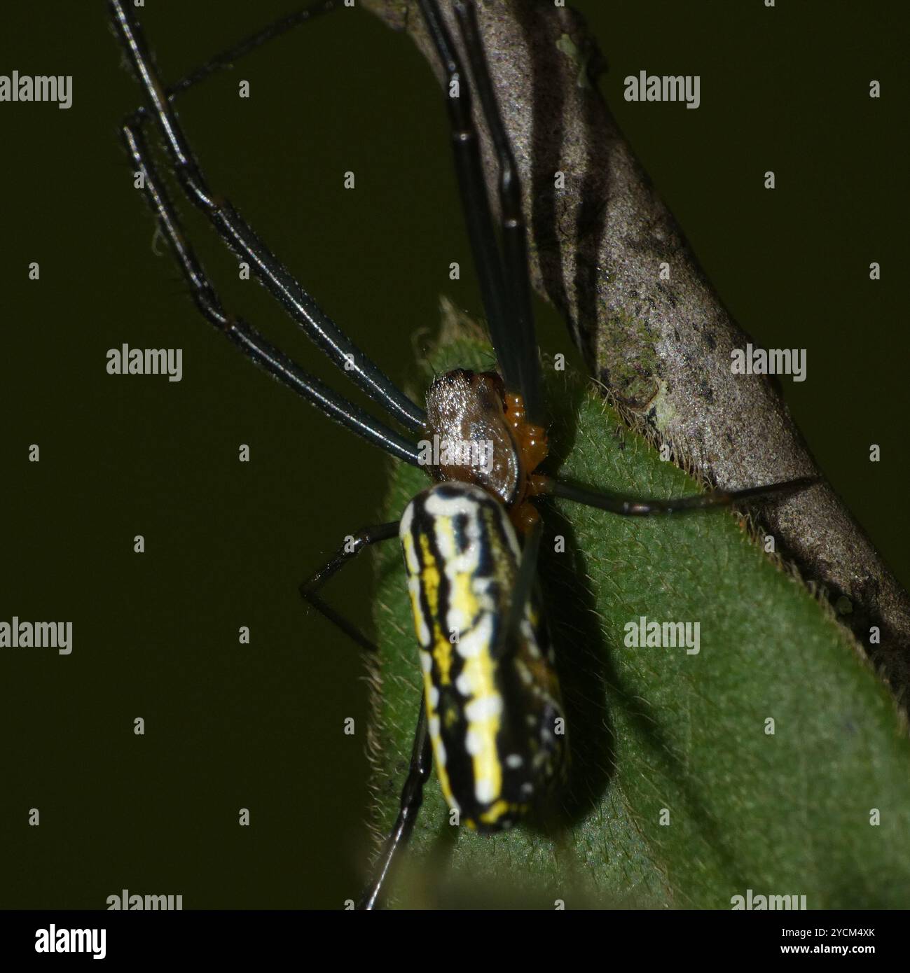 Hairy Golden Orb-weaving Spider (Trichonephila fenestrata) Arachnida ...