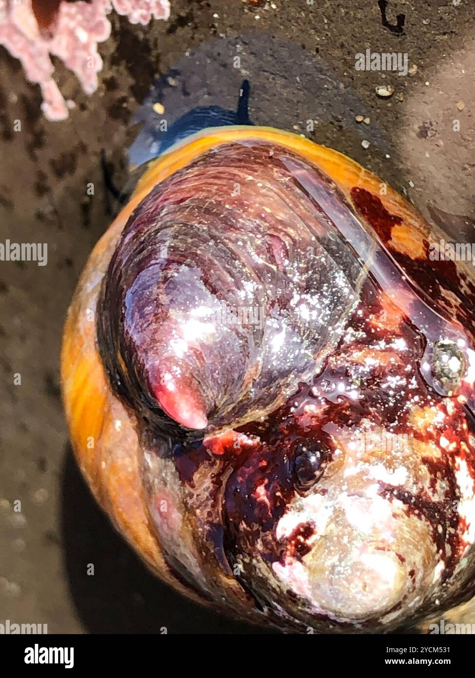 Hooked Slippersnail (Crepidula adunca) Mollusca Stock Photo - Alamy