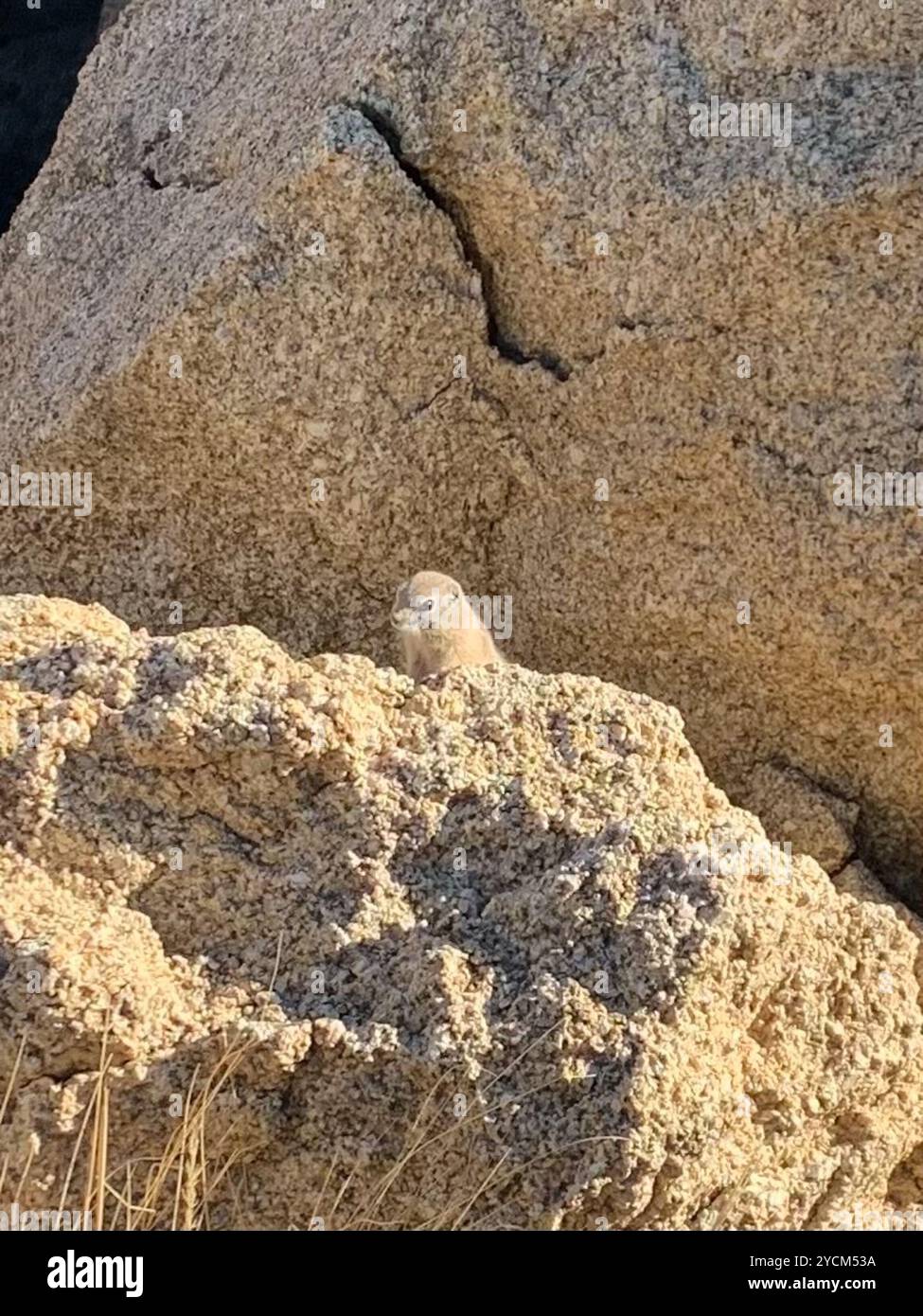 White-tailed Antelope Squirrel (Ammospermophilus leucurus) Mammalia ...
