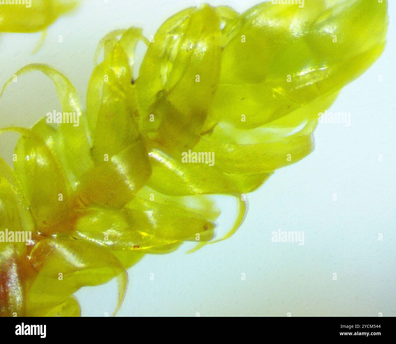 Comb-moss (Ctenidium molluscum) Plantae Stock Photo - Alamy