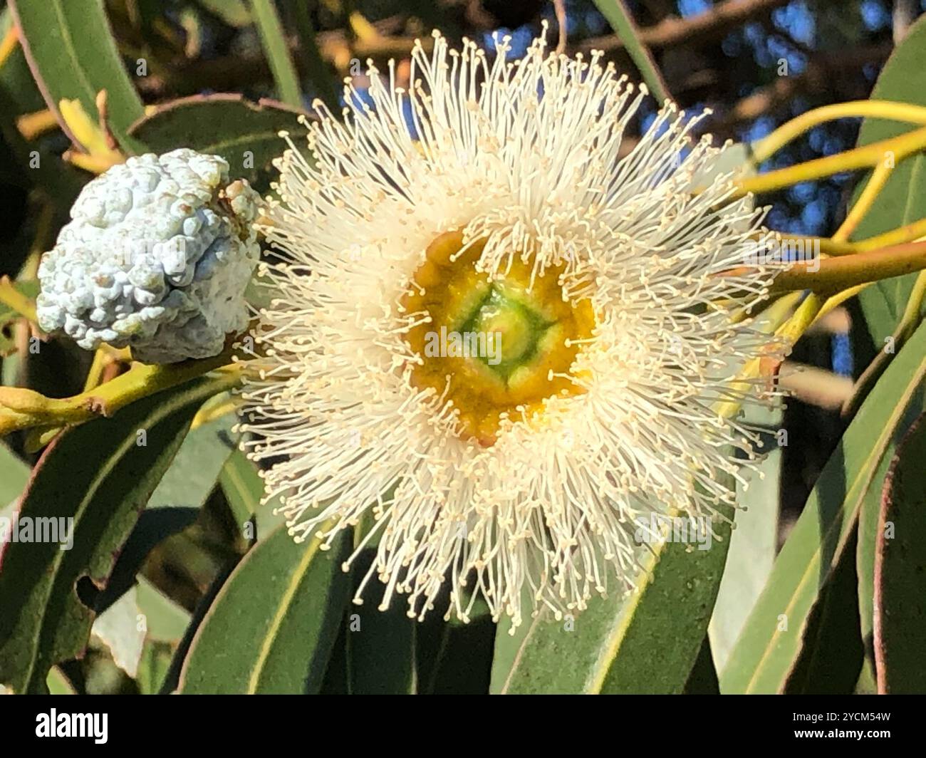 Tasmanian blue gum (Eucalyptus globulus) Plantae Stock Photo - Alamy