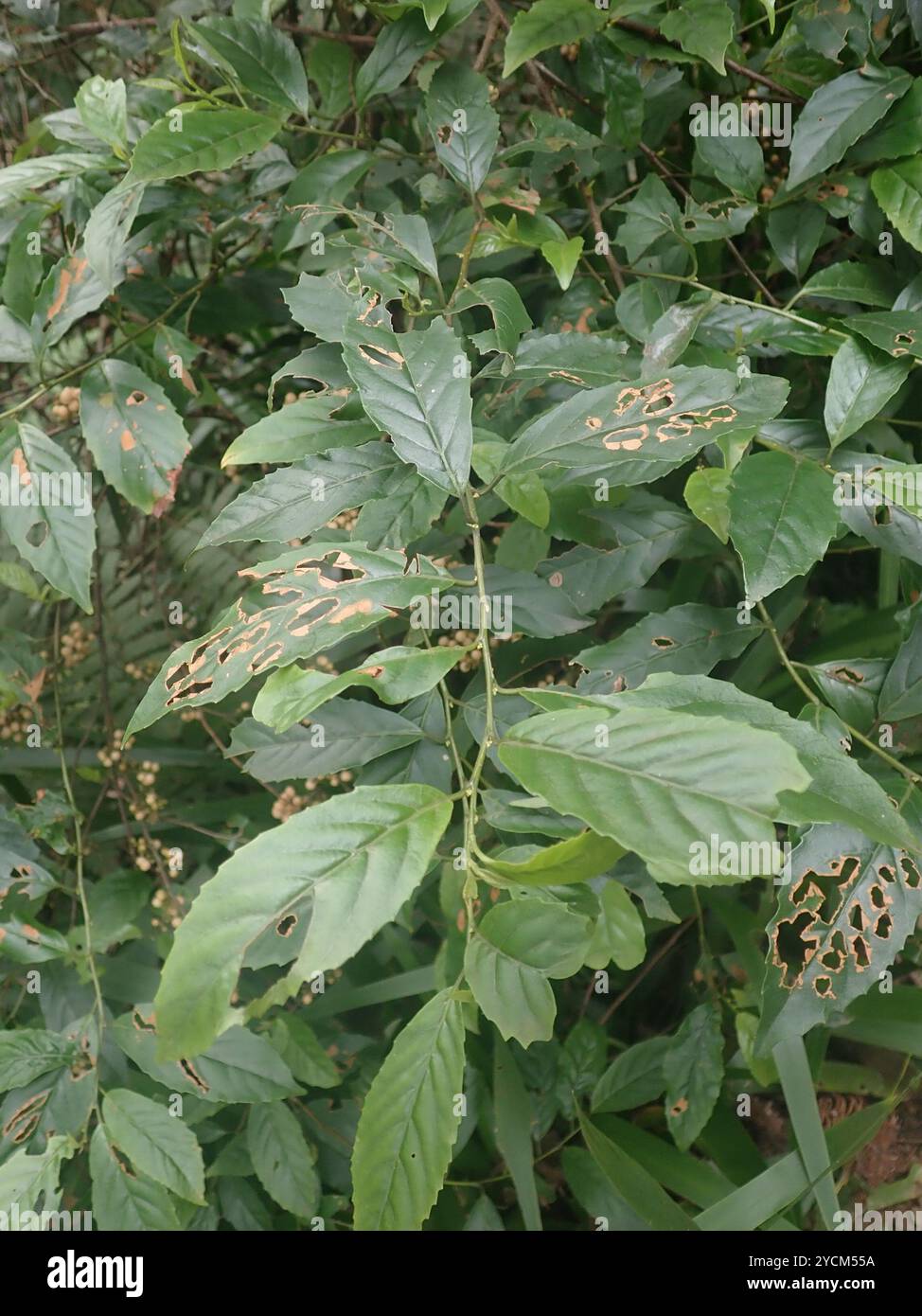 (Maesa perlaria formosana) Plantae Stock Photo - Alamy