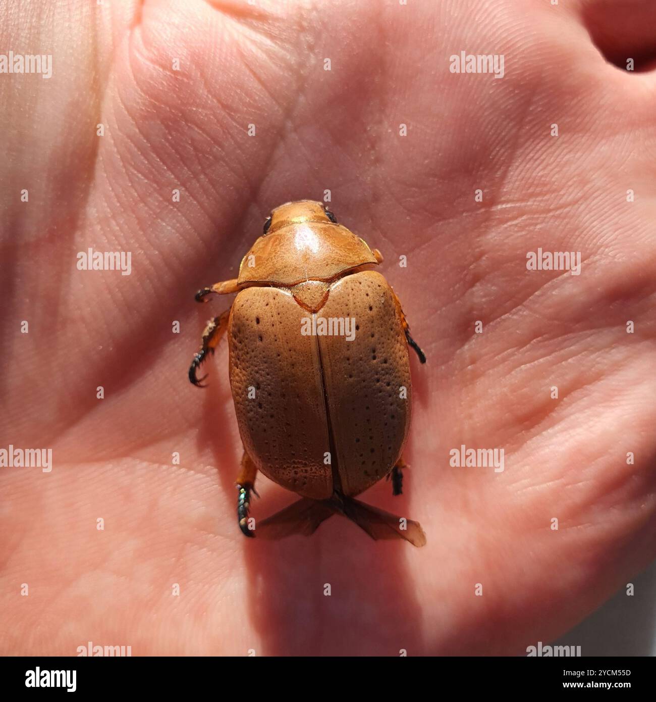 Christmas Beetles (Anoplognathus) Insecta Stock Photo - Alamy