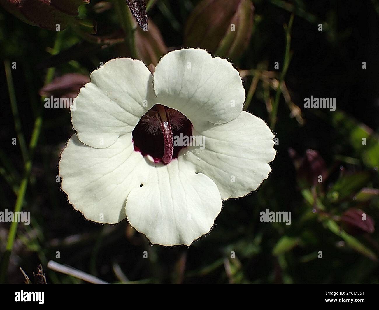 Witches Foxglove (Melasma scabrum scabrum) Plantae Stock Photo - Alamy