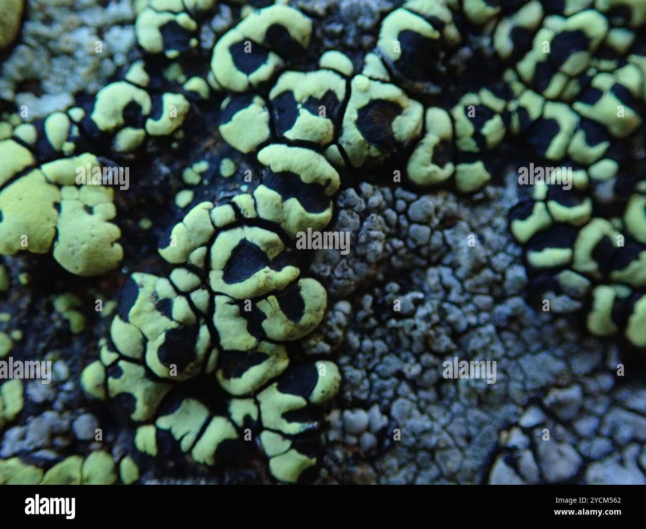 lemon map lichen (Rhizocarpon macrosporum) Fungi Stock Photo - Alamy