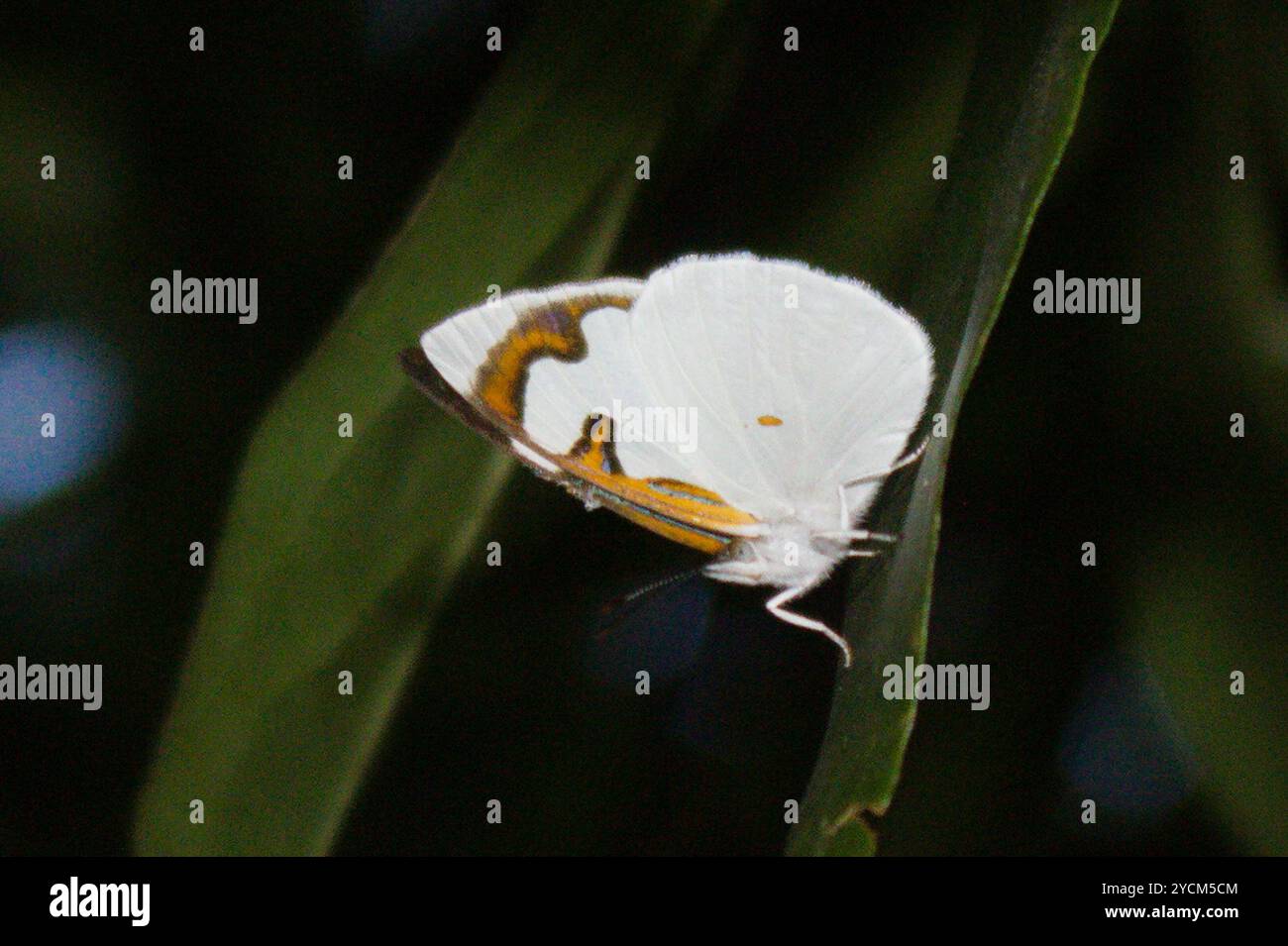 Dynamine hi-res stock photography and images - Alamy