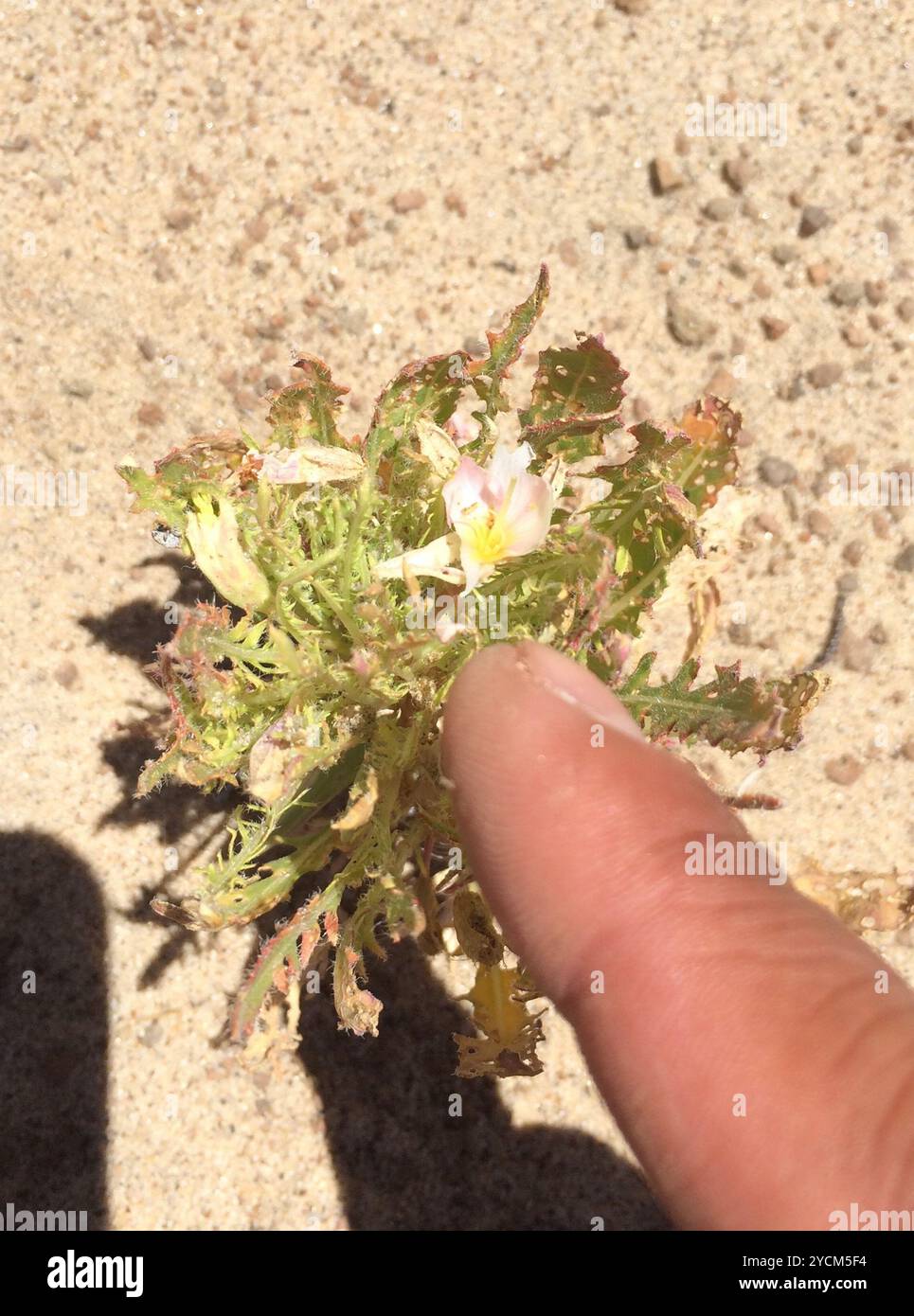 evening primrose family (Onagraceae) Plantae Stock Photo - Alamy