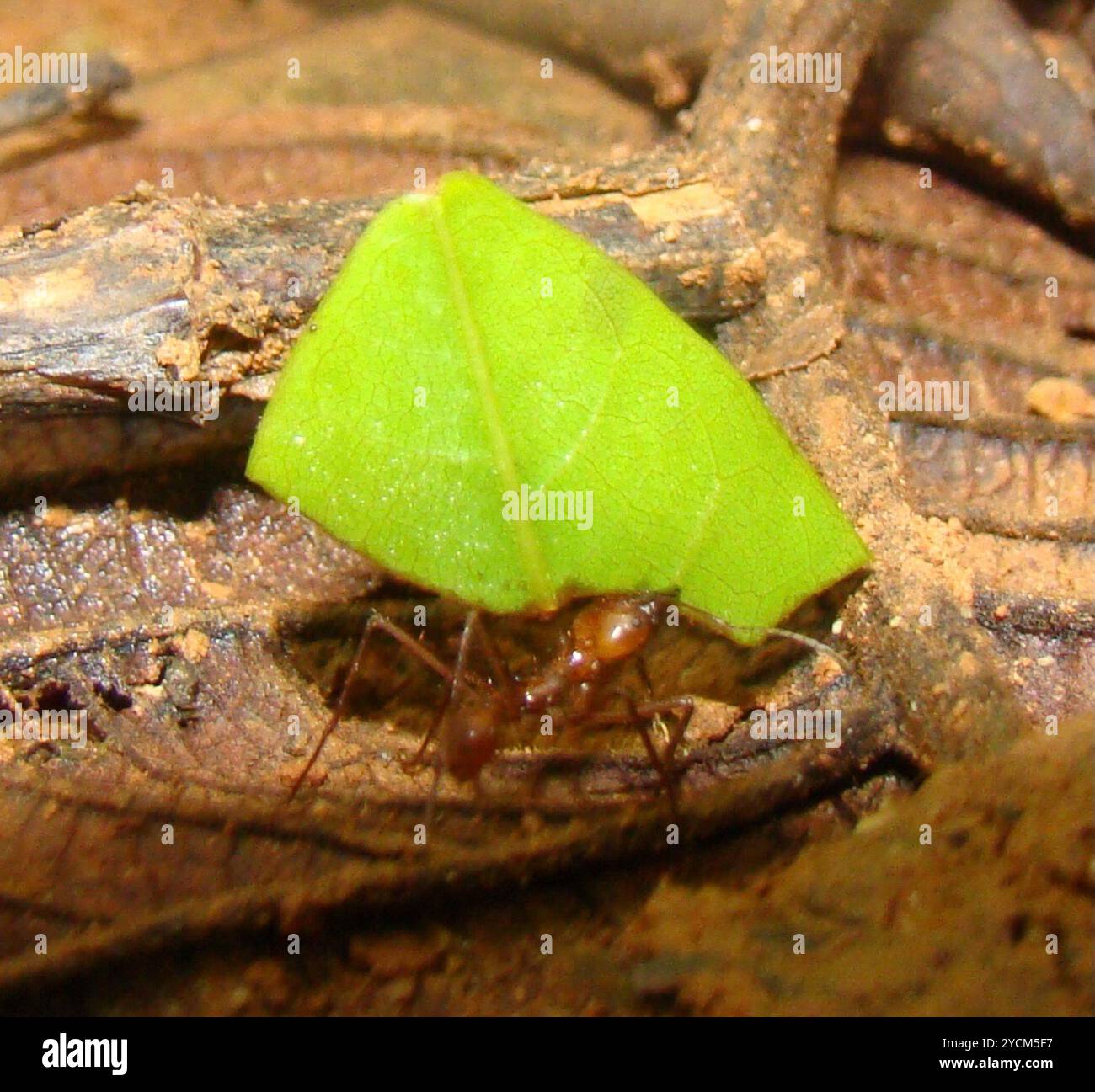 Atta Leaf-cutter Ants (Atta) Insecta Stock Photo - Alamy