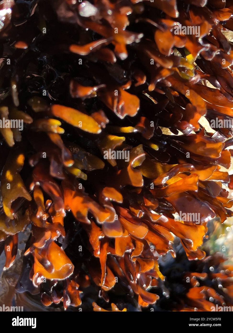 red algae (Rhodophyta) Plantae Stock Photo - Alamy