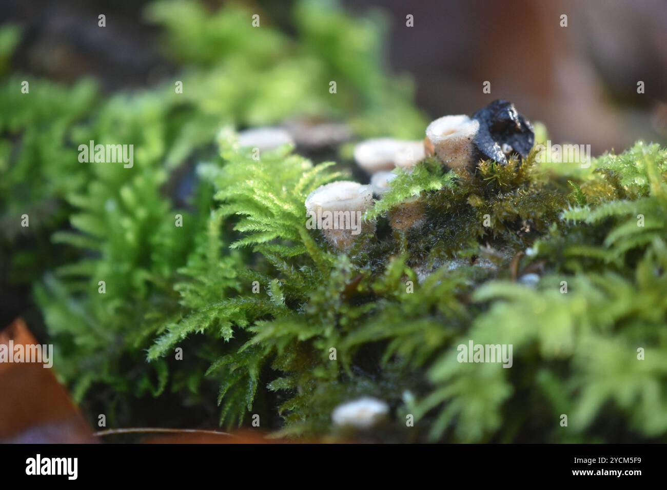 woolly bird's nest fungus (Nidula niveotomentosa) Fungi Stock Photo - Alamy
