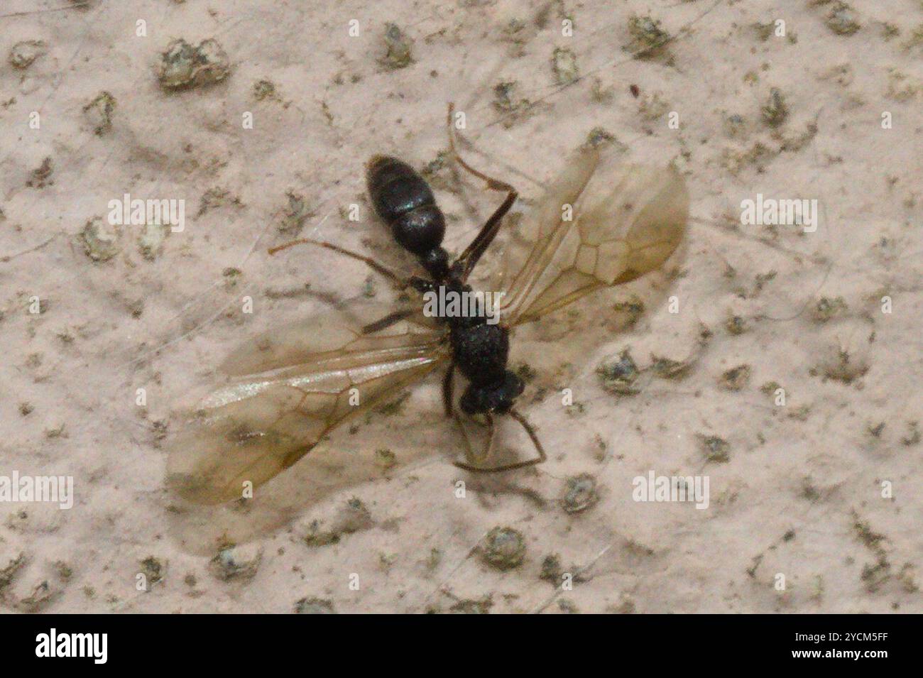 Turtle Ants (Cephalotes) Insecta Stock Photo - Alamy