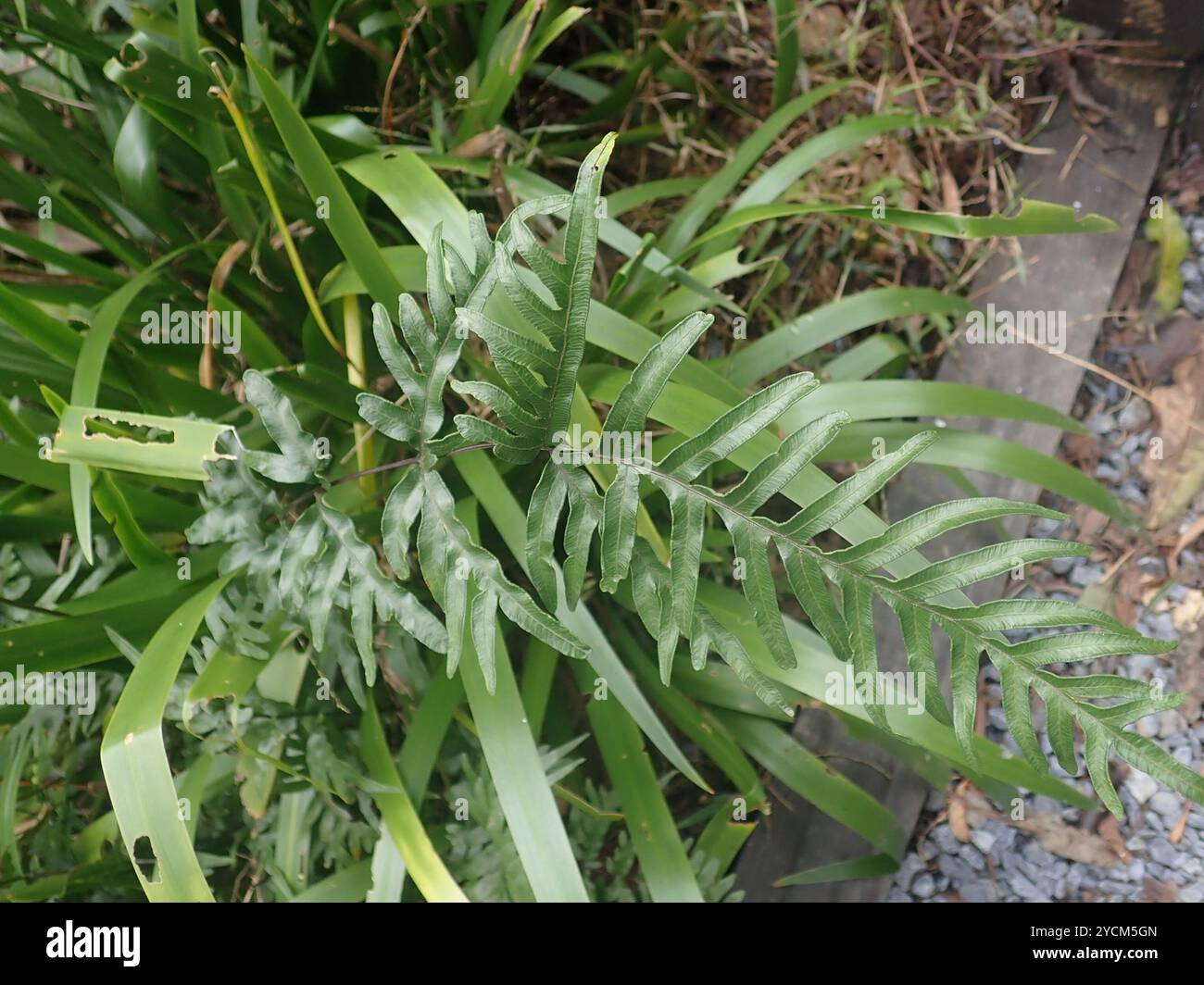 Semi-pinnated Brake (Pteris semipinnata) Plantae Stock Photo - Alamy
