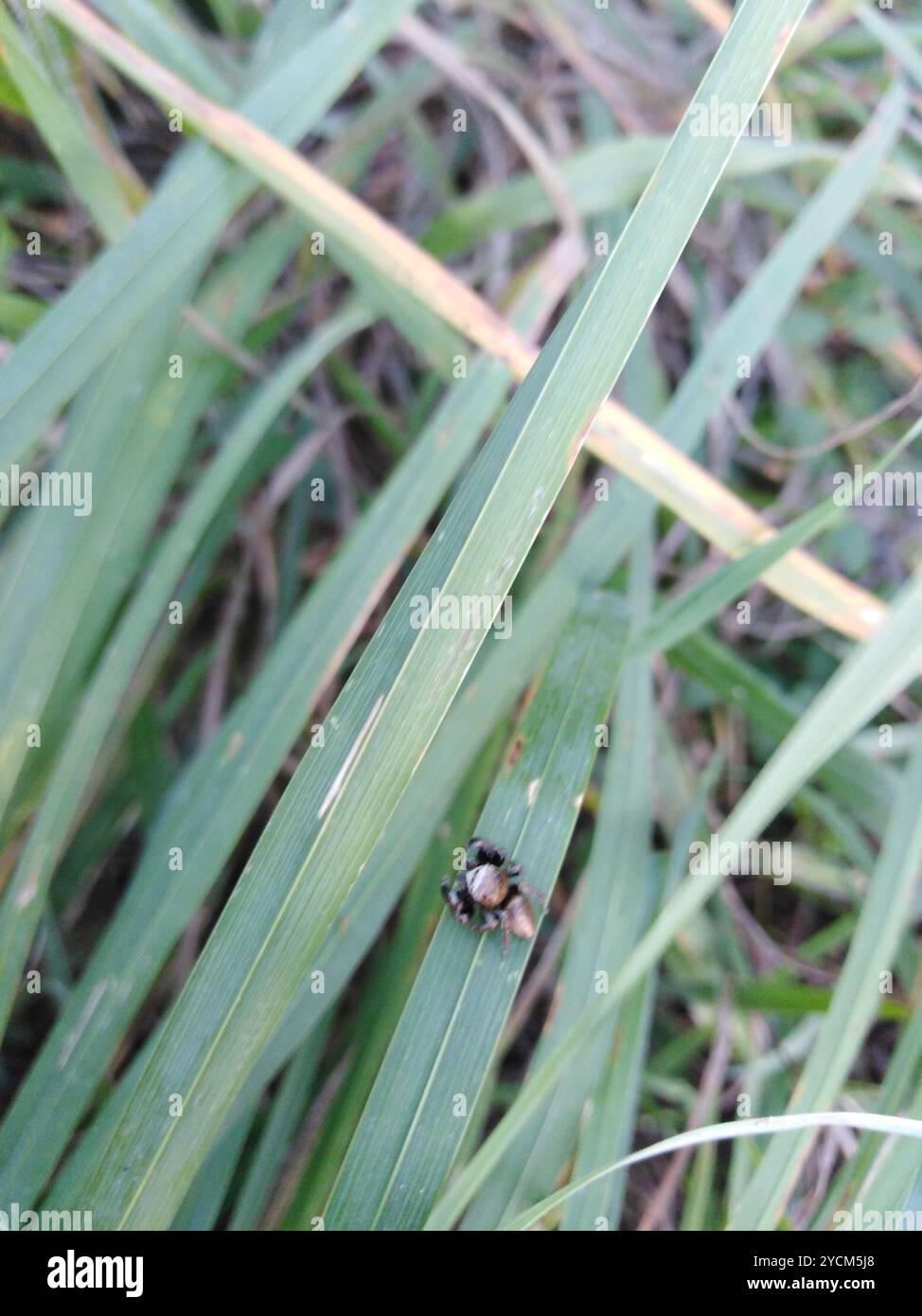 (Evarcha arcuata) Arachnida Stock Photo - Alamy