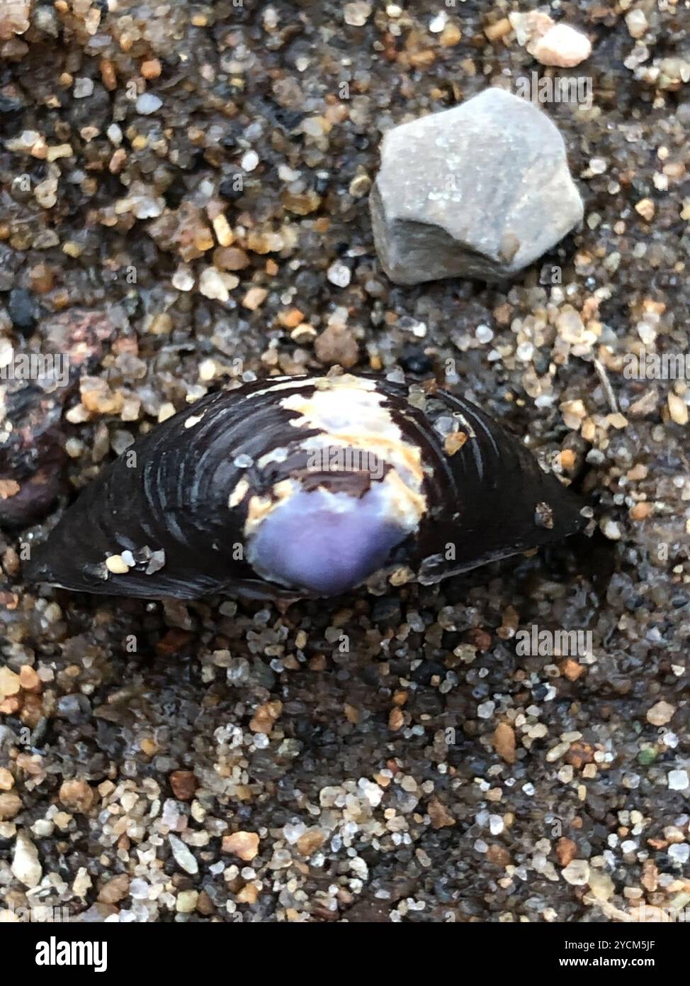 Asian Clam (Corbicula fluminea) Mollusca Stock Photo - Alamy