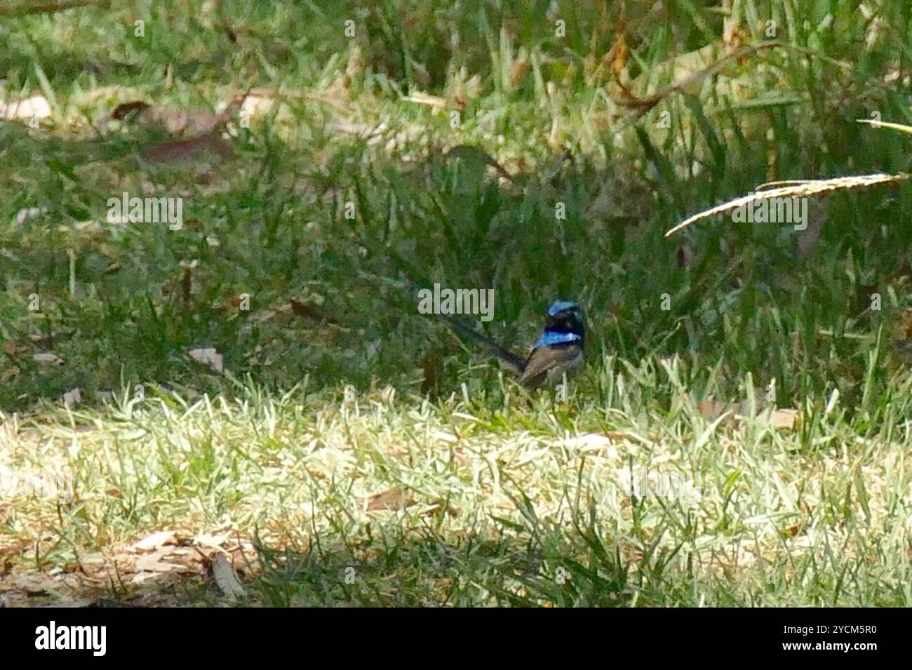 Superb Fairywren (Malurus cyaneus) Aves Stock Photo - Alamy