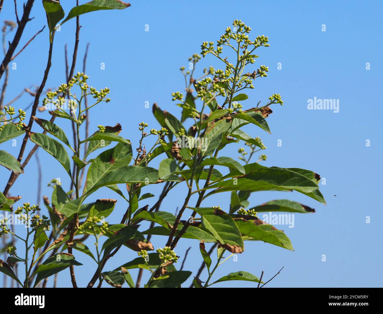 River Bittertea (Gymnanthemum amygdalinum) Plantae Stock Photo - Alamy