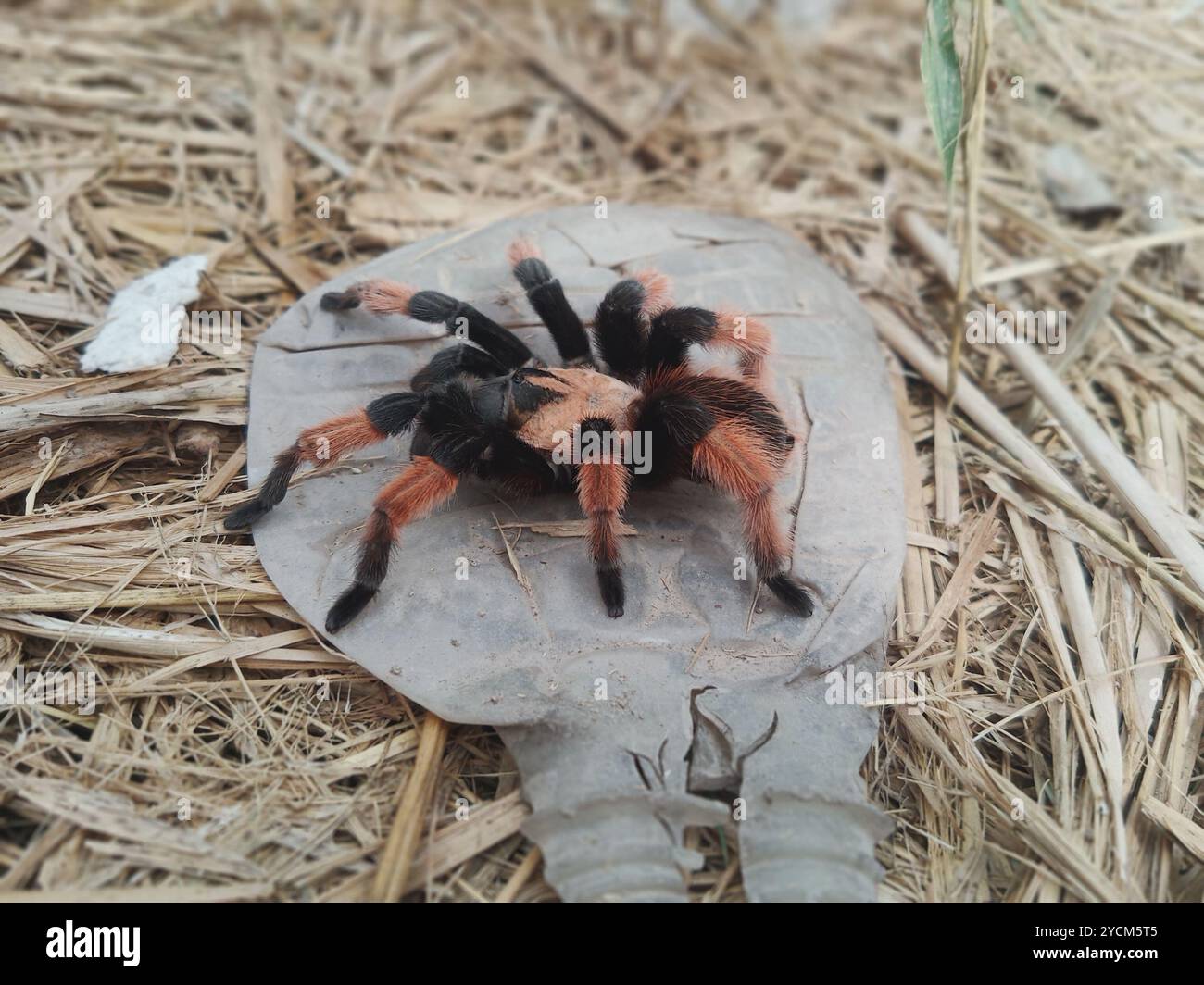 Mexican Redleg Tarantula (Brachypelma emilia) Arachnida Stock Photo - Alamy