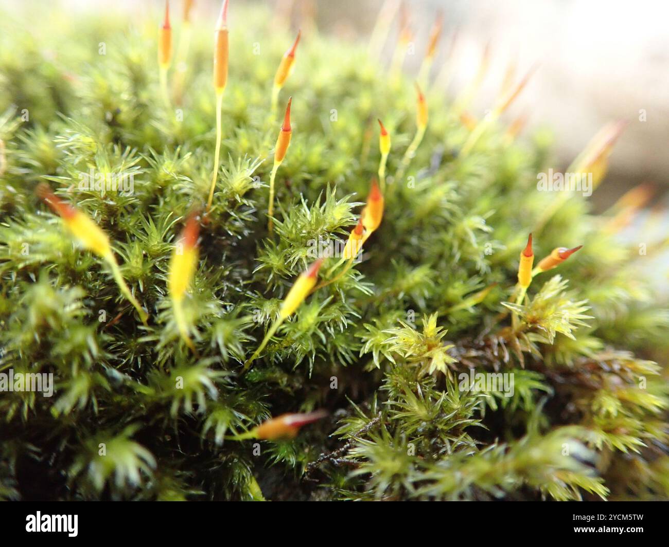 Yellow Fringe-moss (Racomitrium aciculare) Plantae Stock Photo - Alamy