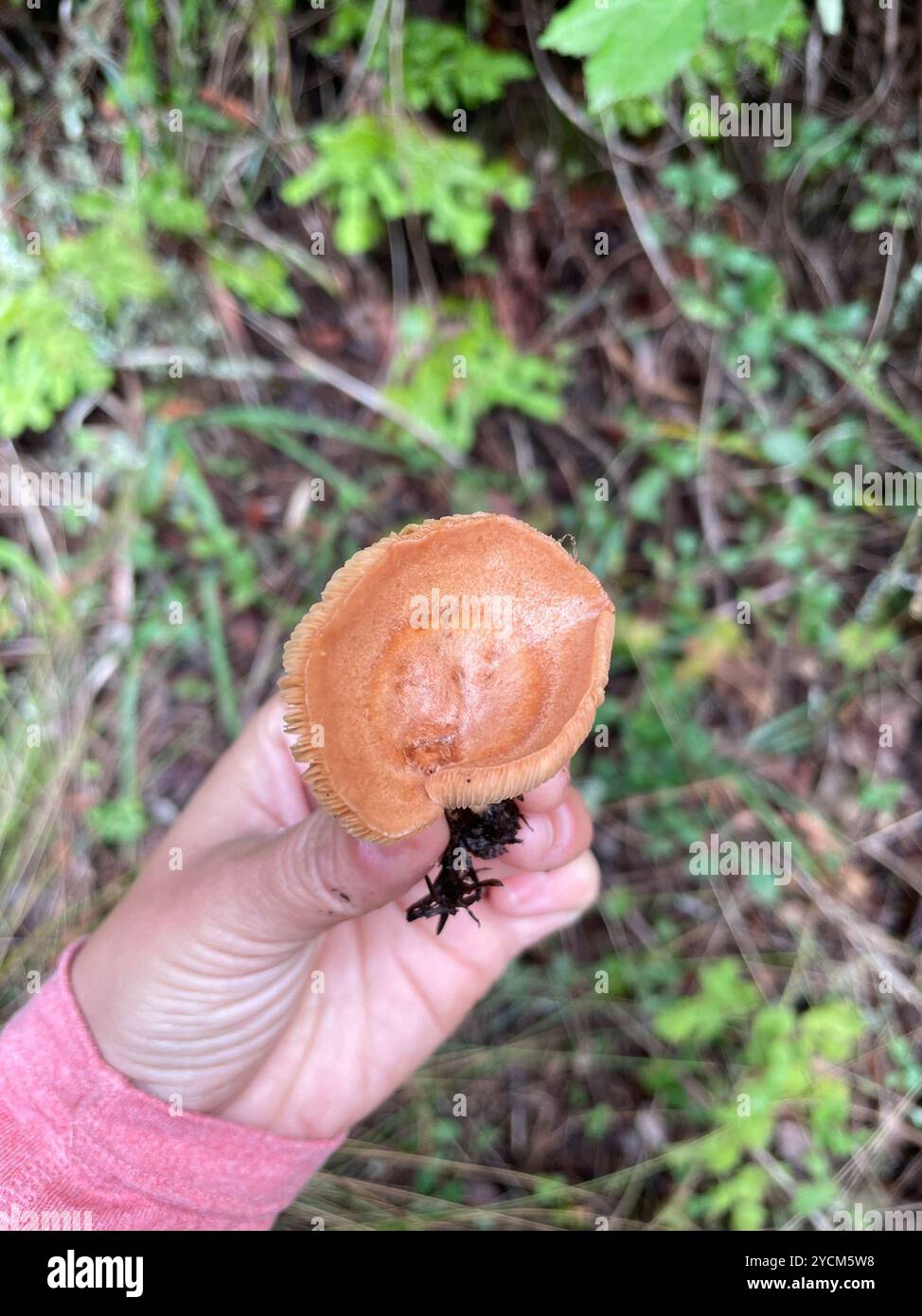 Yellow-staining Milk Cap (Lactarius xanthogalactus) Fungi Stock Photo ...